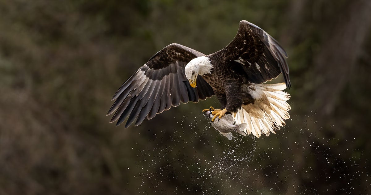 Endangered Species Act Rules Prioritize Science in Conserving ...