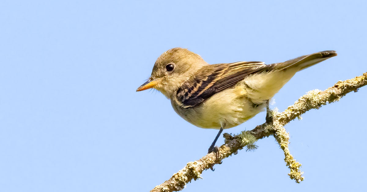 Ask Kenn: What's the Secret to Identifying Flycatchers? | Audubon