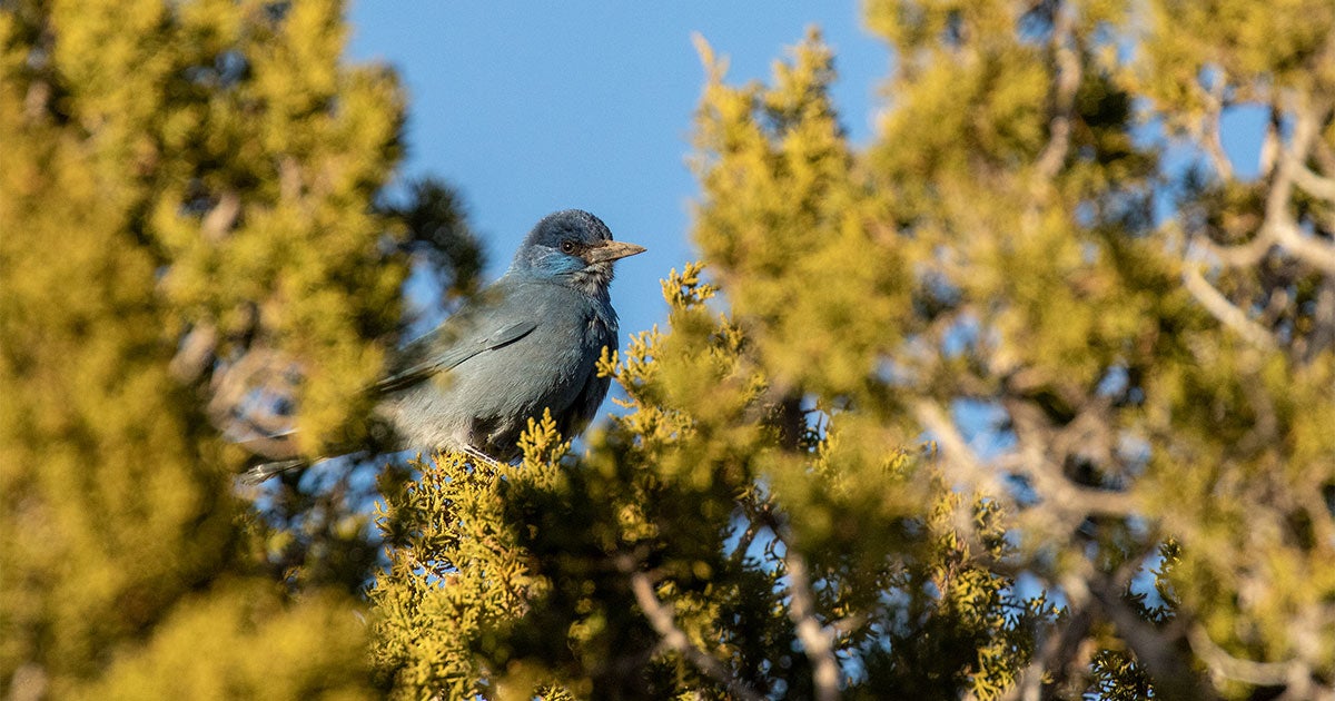To Protect Two Declining Western Birds, Scientists Seek a Tricky ...