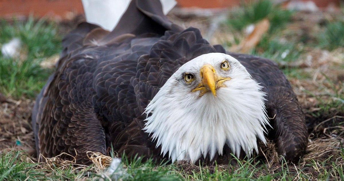 Why Do Birds Incubate Rocks? | Audubon