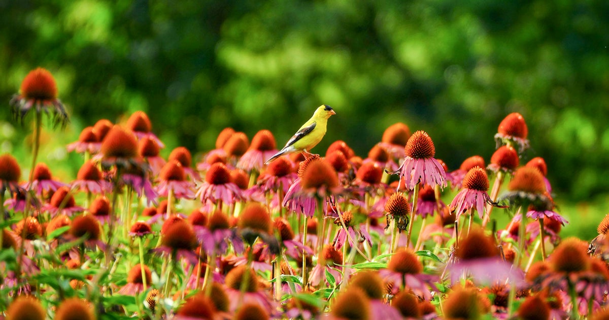 North Carolina Cities get Native Plants Policies, Thanks to Chapter ...