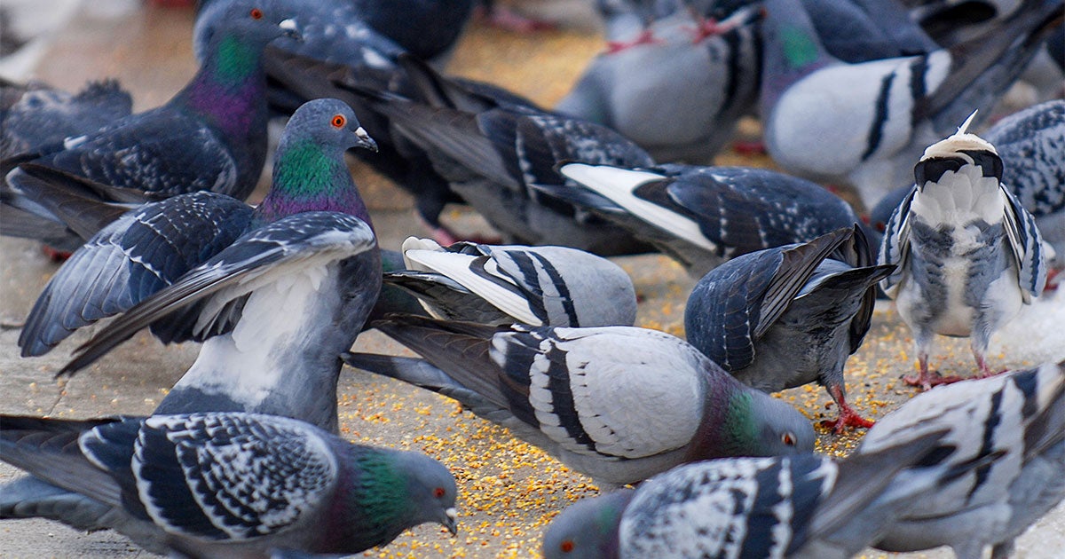 Cities Are Testing Birth Control to Solve Pigeon Problems | Audubon