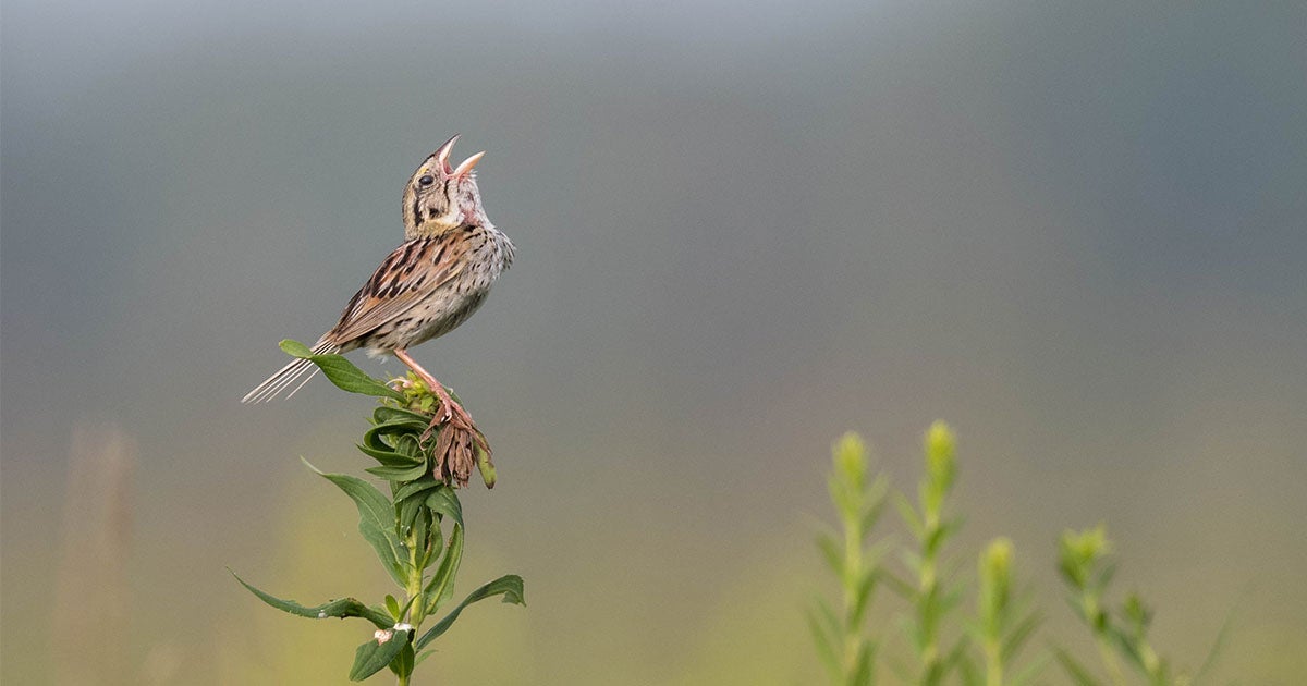 North River Ranch Notches Bird-Friendly Certification from the National ...