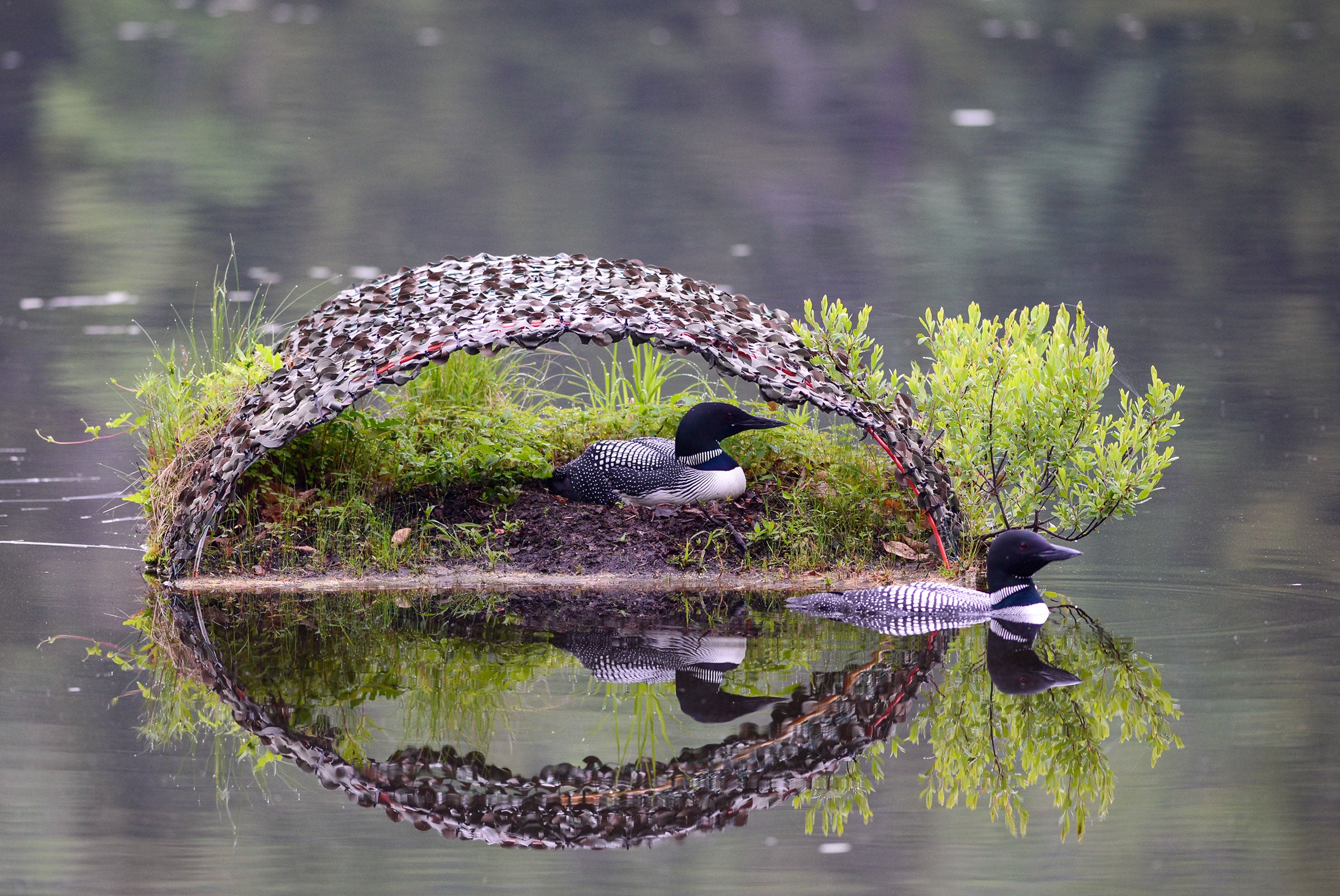 Heavy Downpours Are a Growing Threat to Common Loons | Audubon