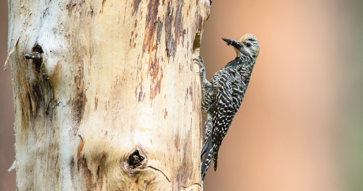 Audubon’s Women in Conservation Luncheon Honors Nalini Nadkarni and ...