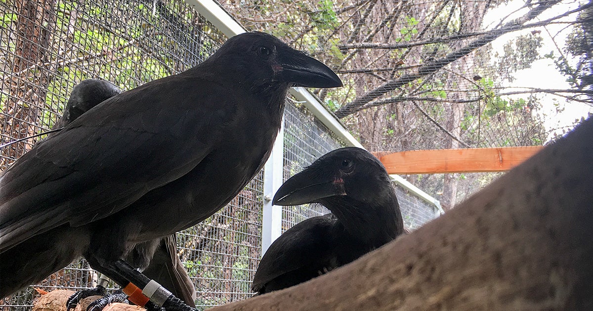 The World’s Rarest Crow Will Soon Fly Free on Maui | Audubon