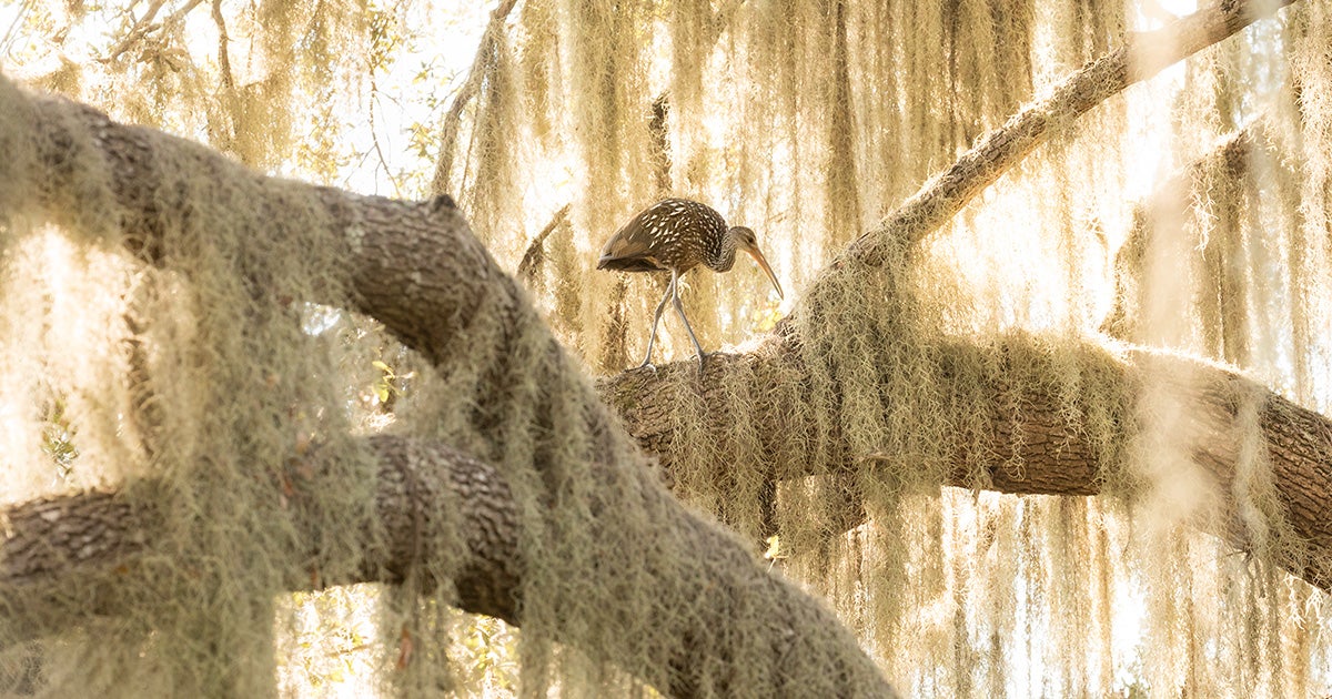 Zoom Out: Tips for Photographing Birds in their Landscapes | Audubon