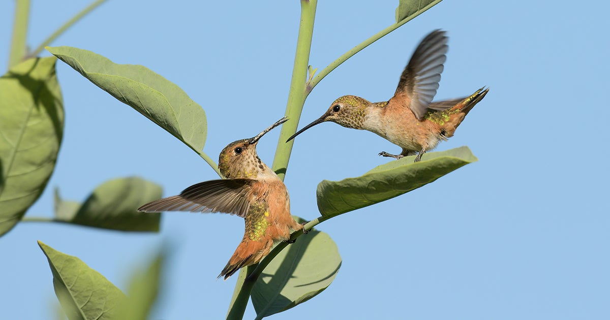 Love Hummingbirds? | Audubon