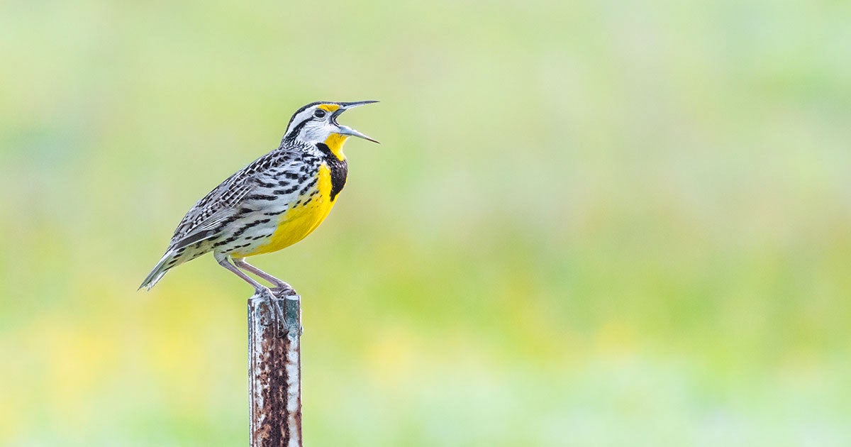 National Audubon Society and Heifer International Partner to Expand ...