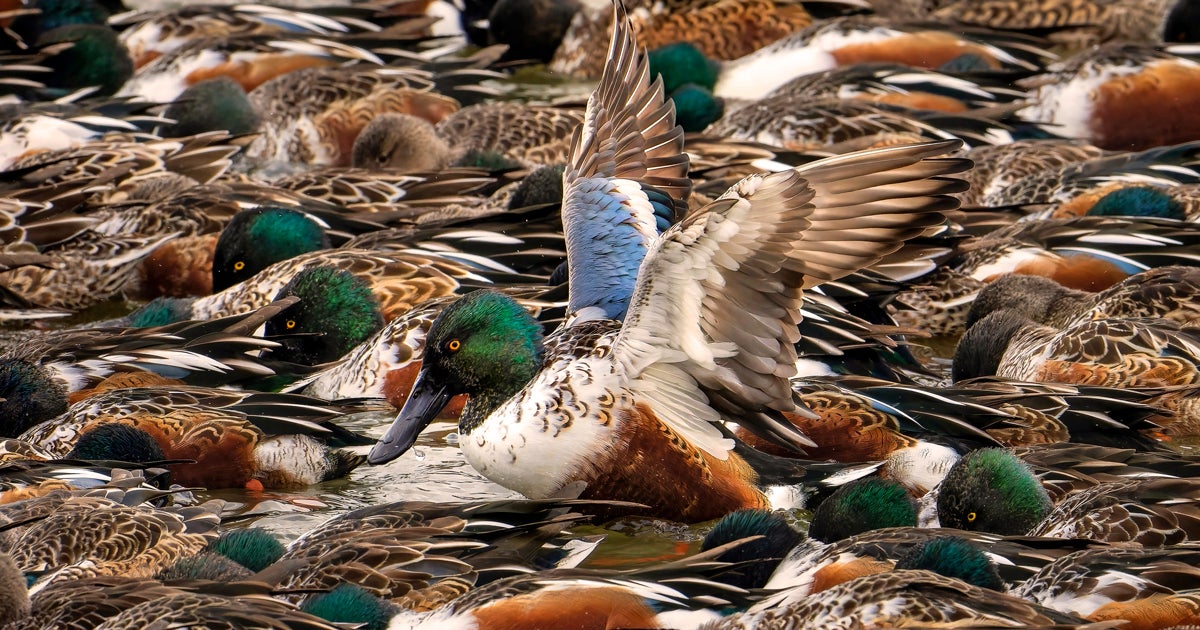 COP29 Must Be the Last Missed Global Climate Opportunity | Audubon