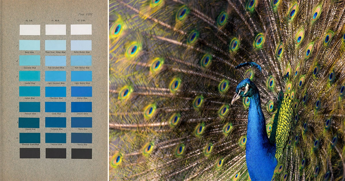 Long Before Pantone, This Bird-Based System for Describing Color Was a ...