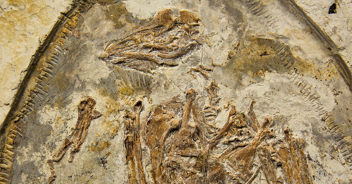 Terror Birds, Giga-Geese, and the Oldest Birds of Prey? 2024’s ...