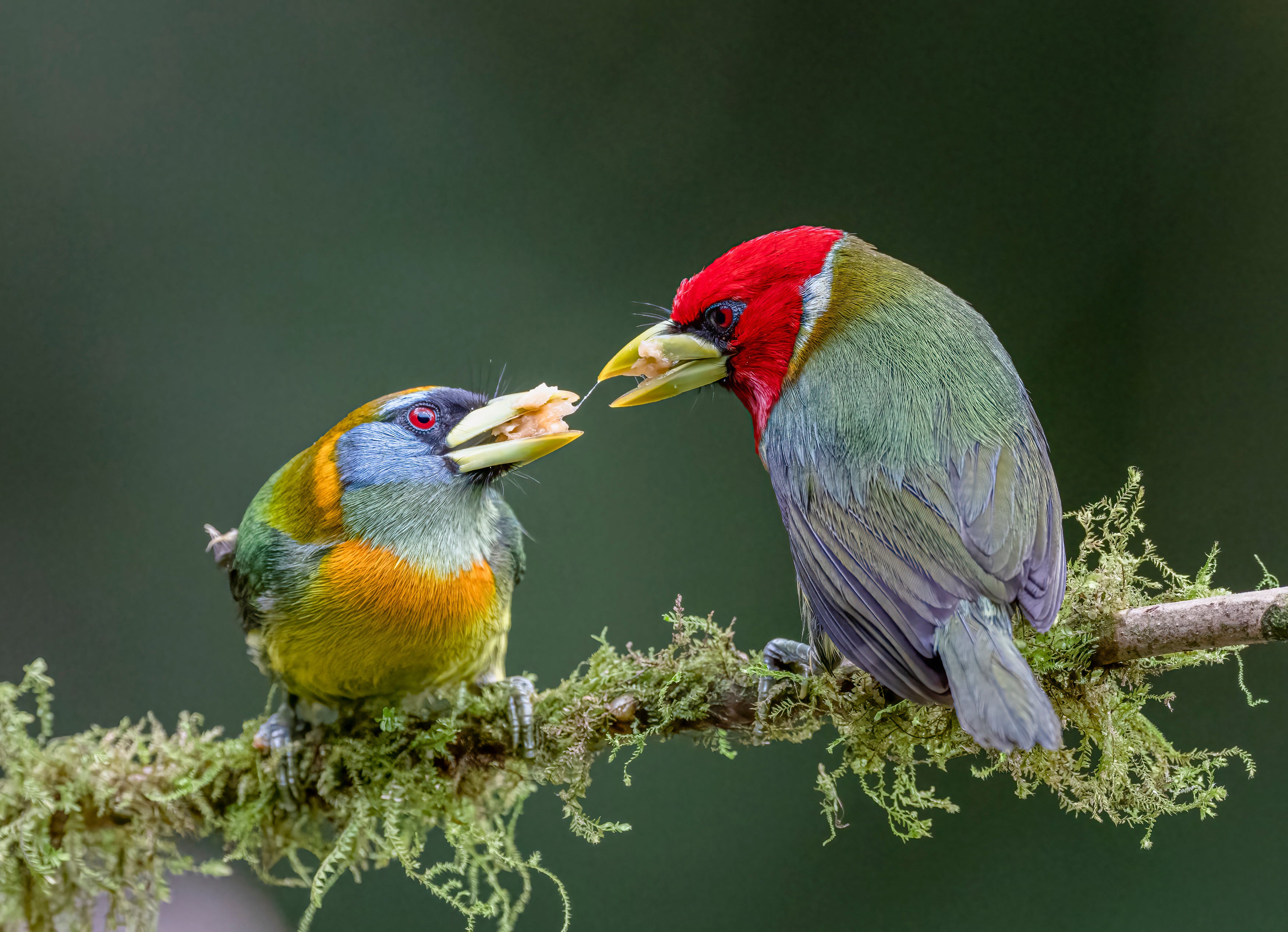 Premios del concurso 2025 | Audubon