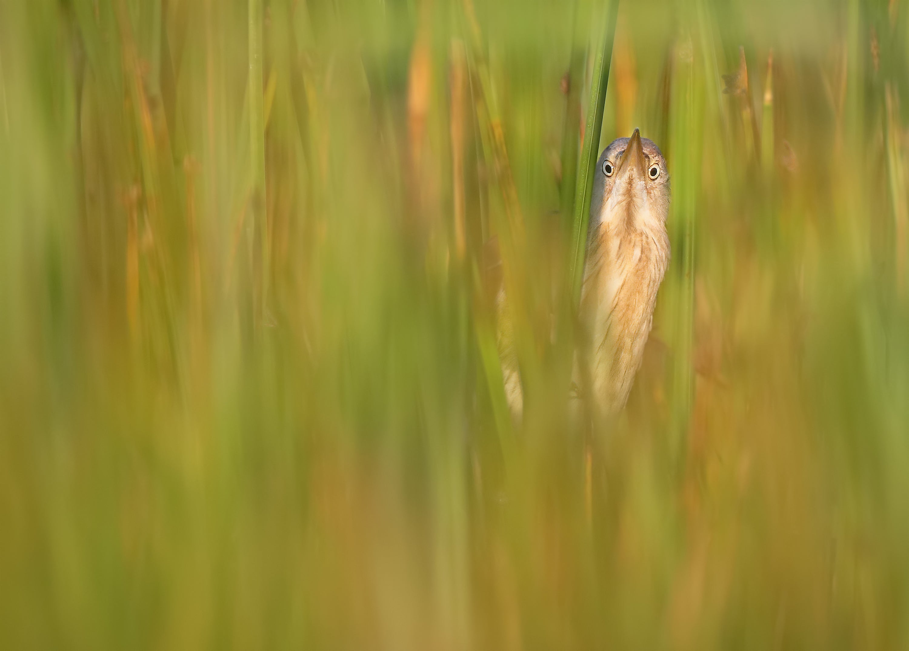 Monitoring Secretive Marsh Birds in Minnesota | Audubon