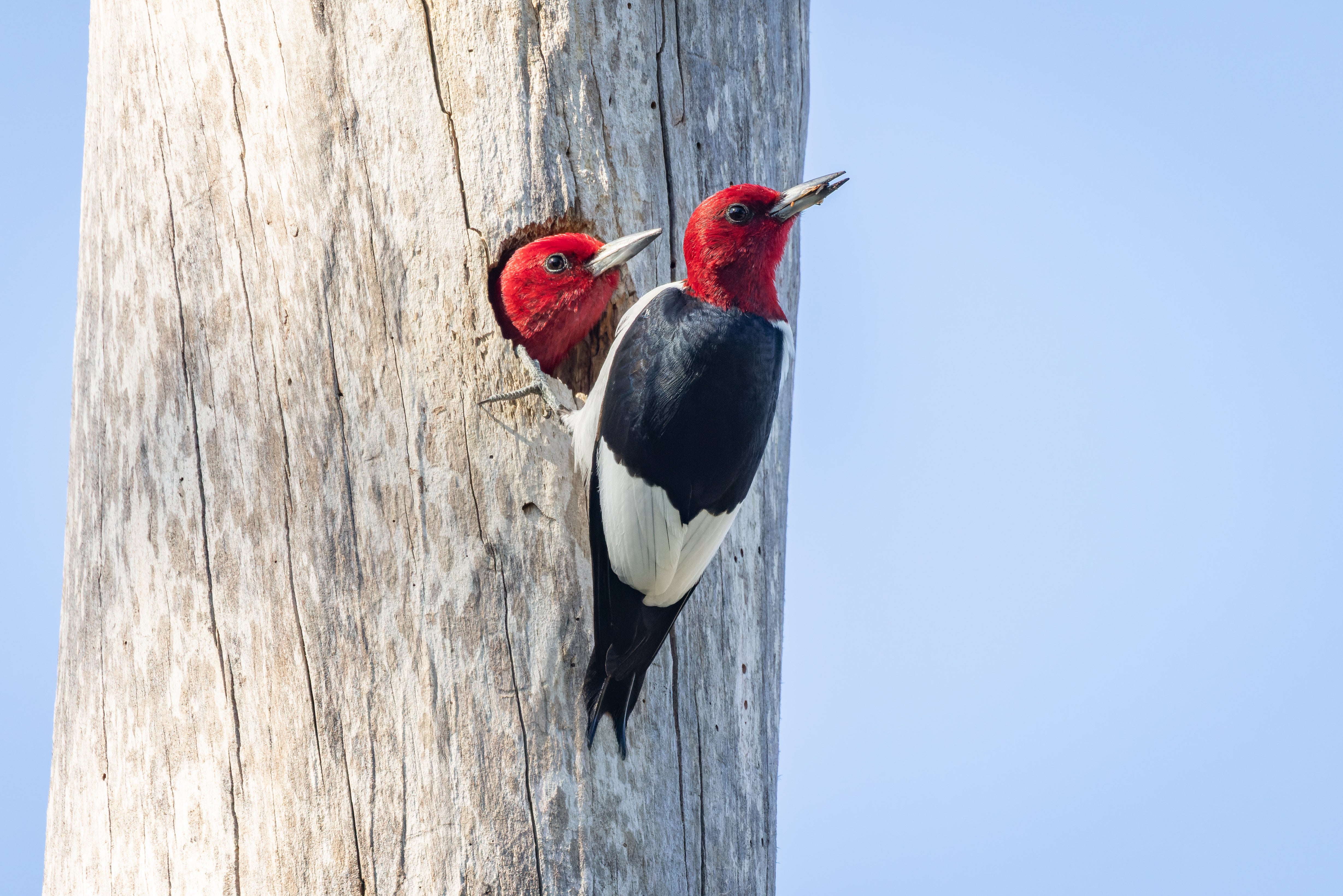 Enhancing Minnesota’s St. Croix River Valley | Audubon