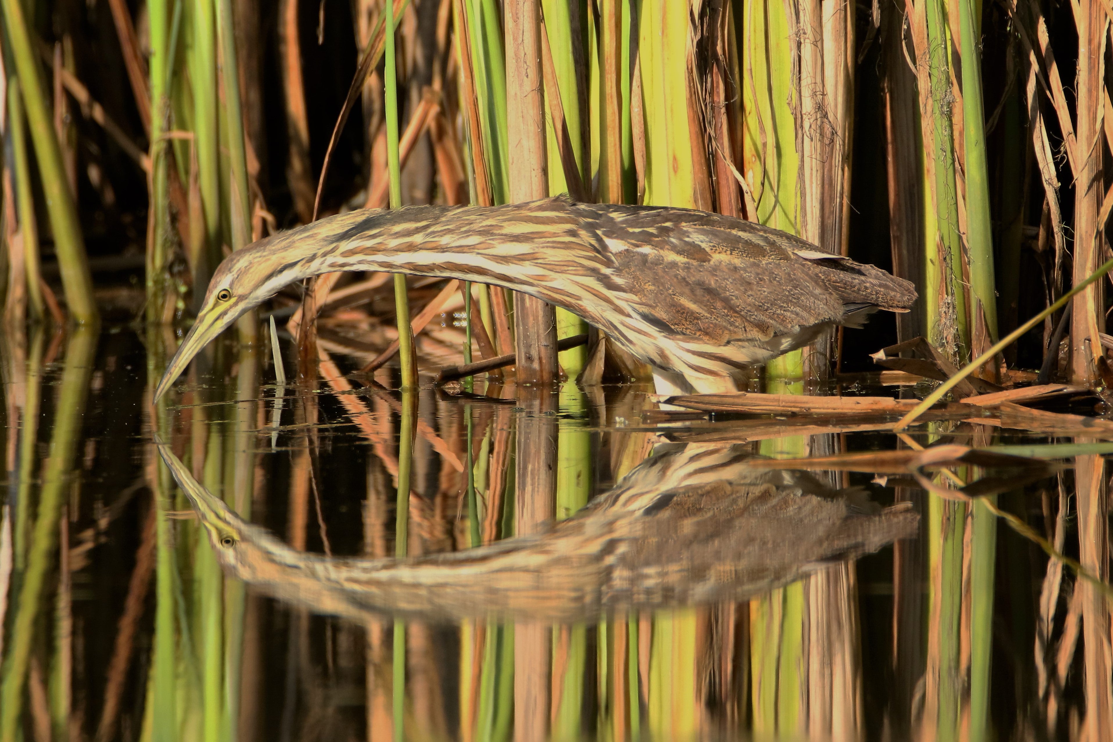 Blueprint for Minnesota Bird Conservation | Audubon