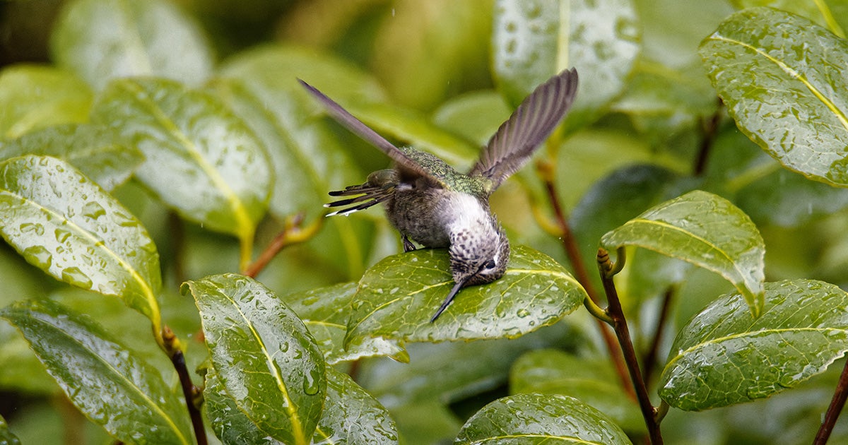 Ask Kenn: How Do Birds Keep Themselves Clean? | Audubon