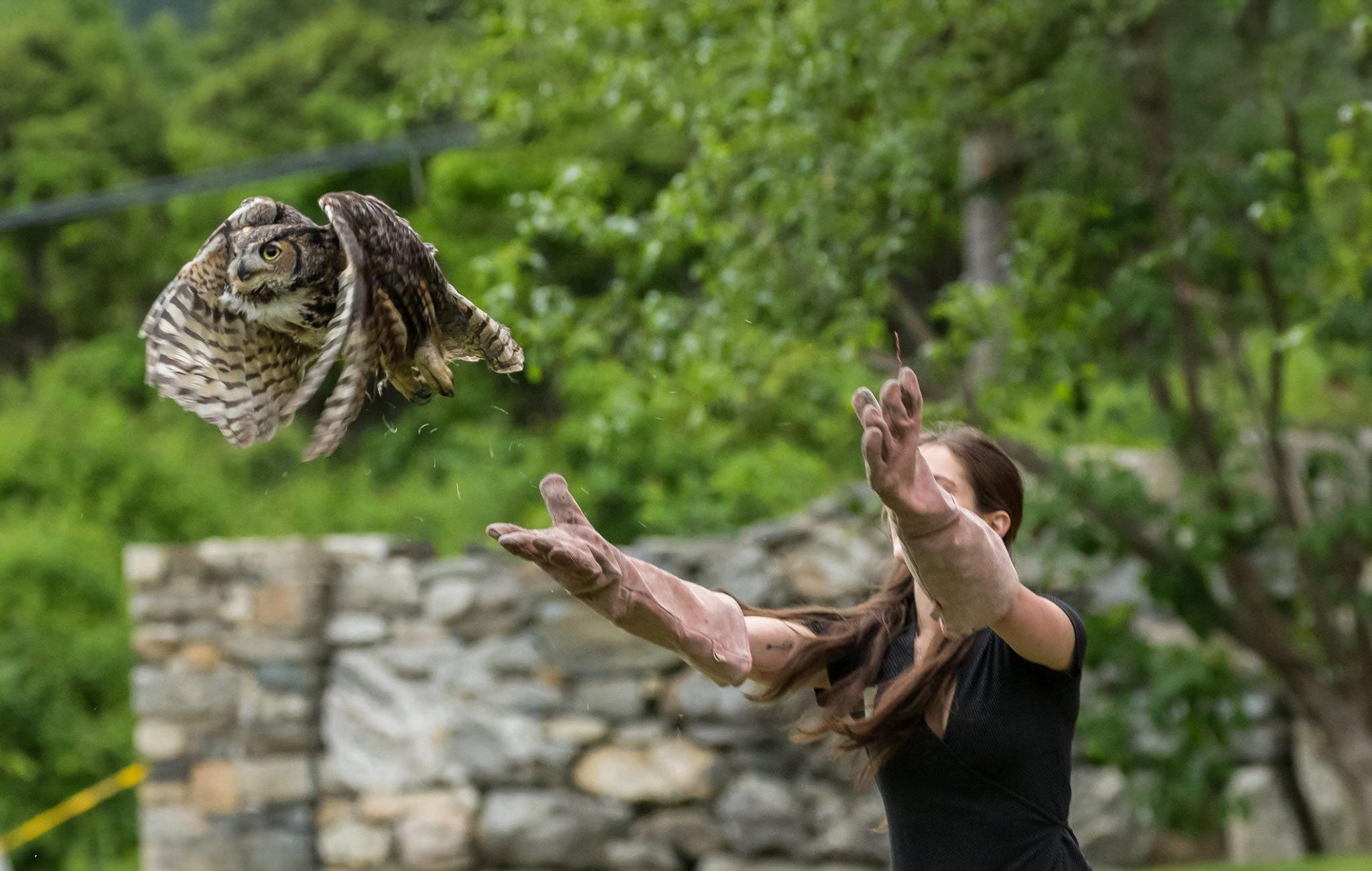 Resident Raptor Caretaker | Audubon
