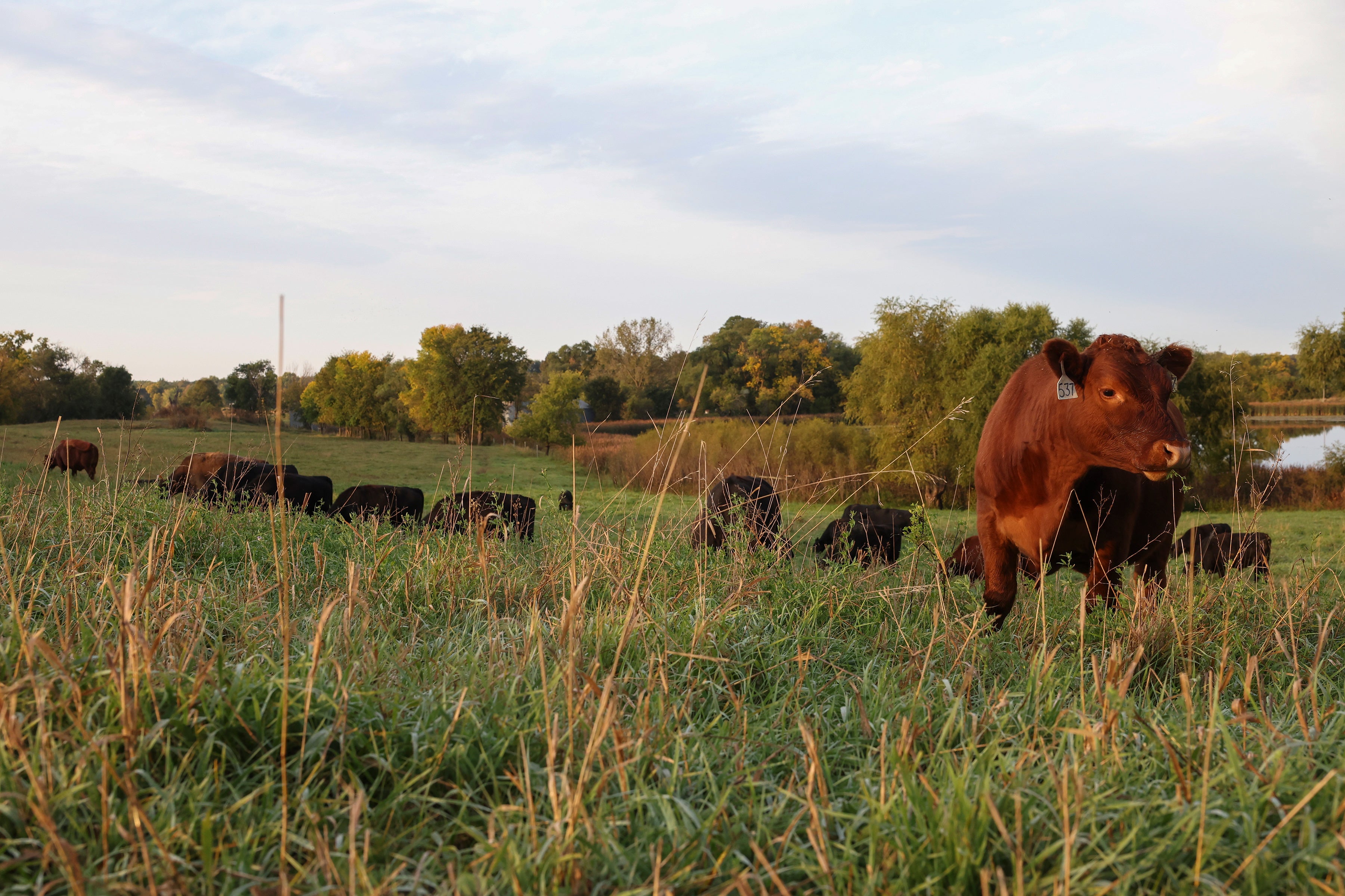 Conservation Ranching in the Upper Mississippi River Region | Audubon