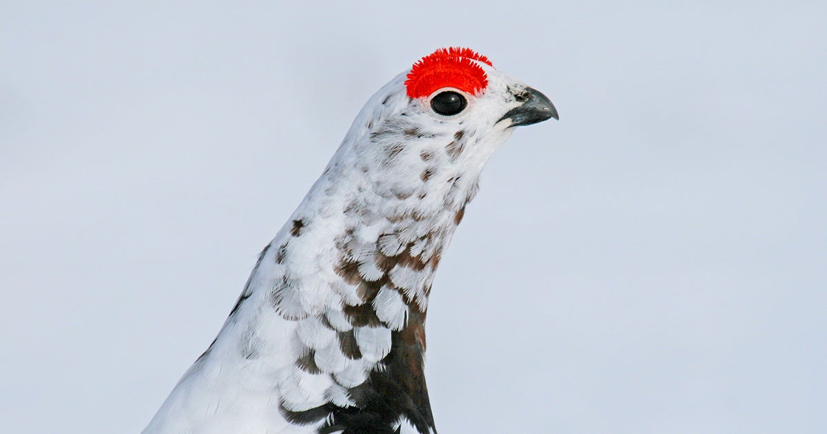 Why Is Everyone Obsessed With the ‘Awebo’ Bird? | Audubon
