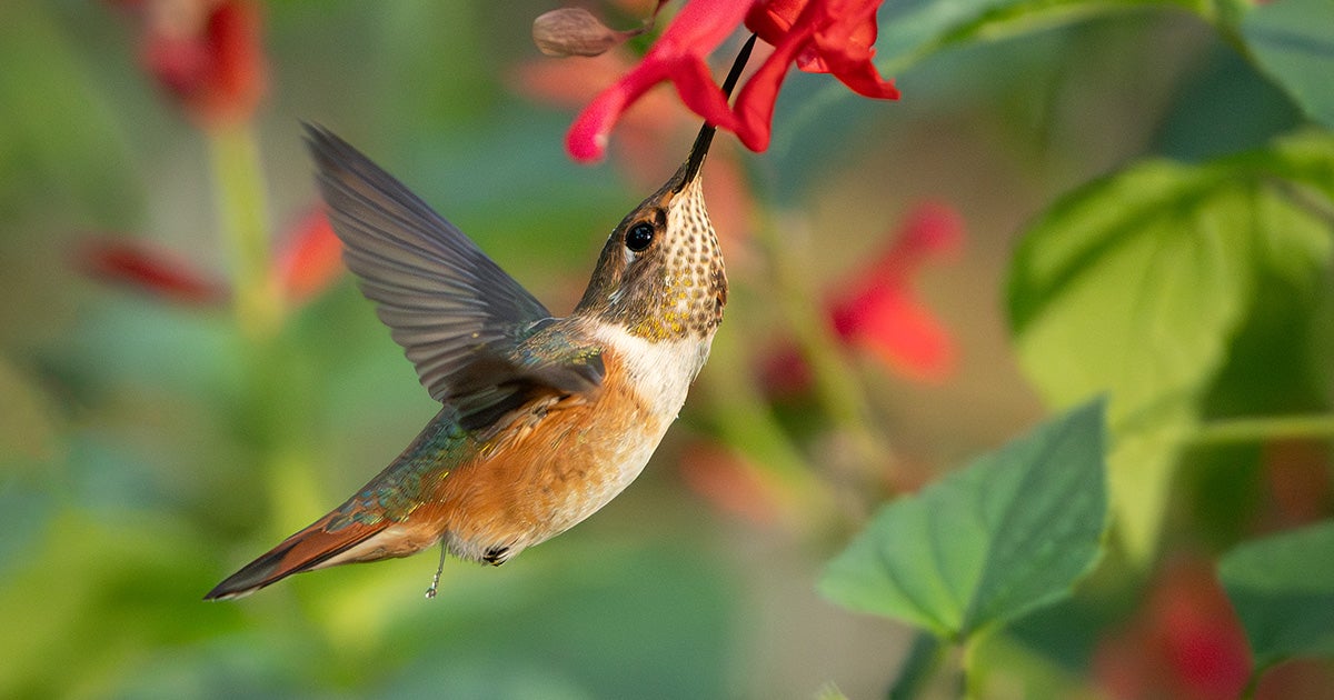 Do Birds Pee? Hummingbirds Do—a Lot | Audubon