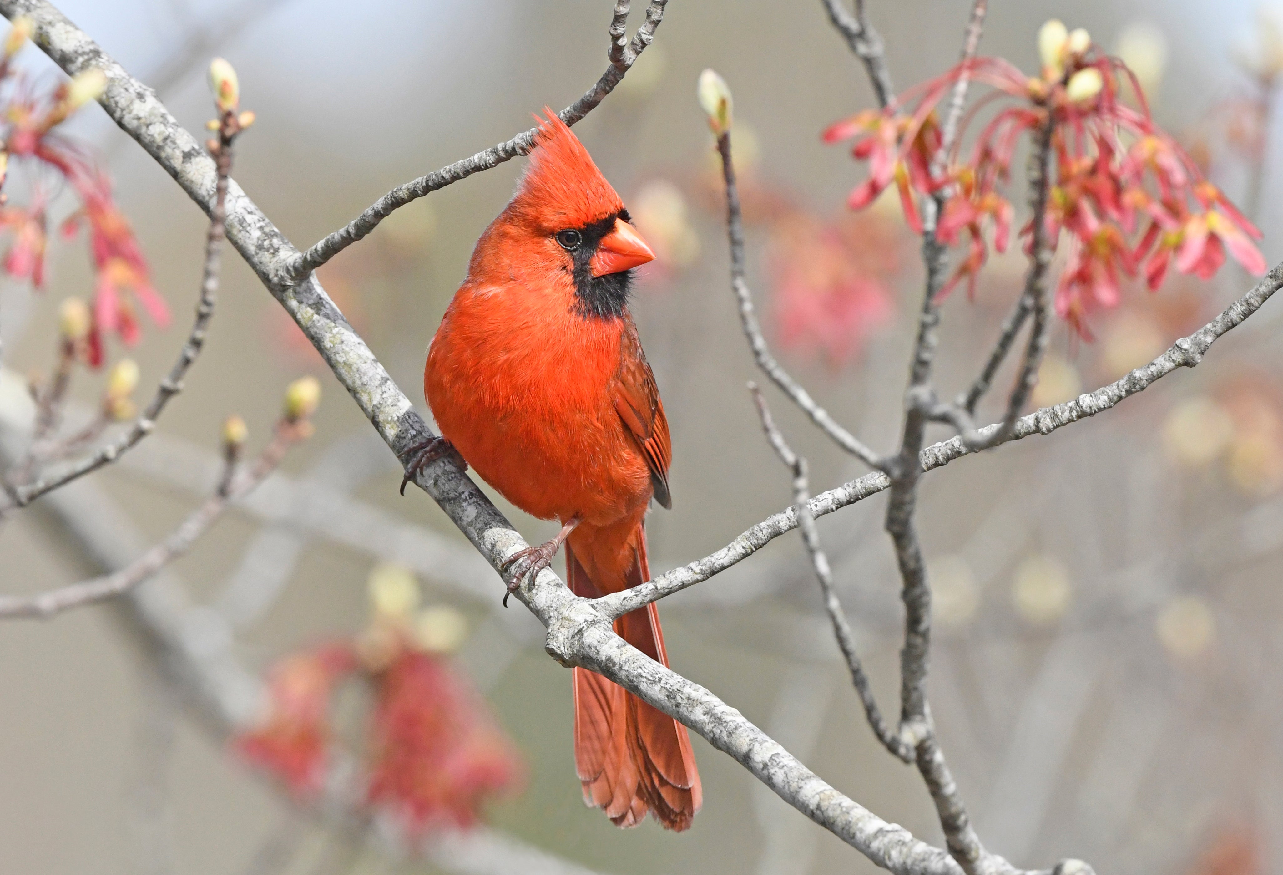 Adoption Center | Audubon