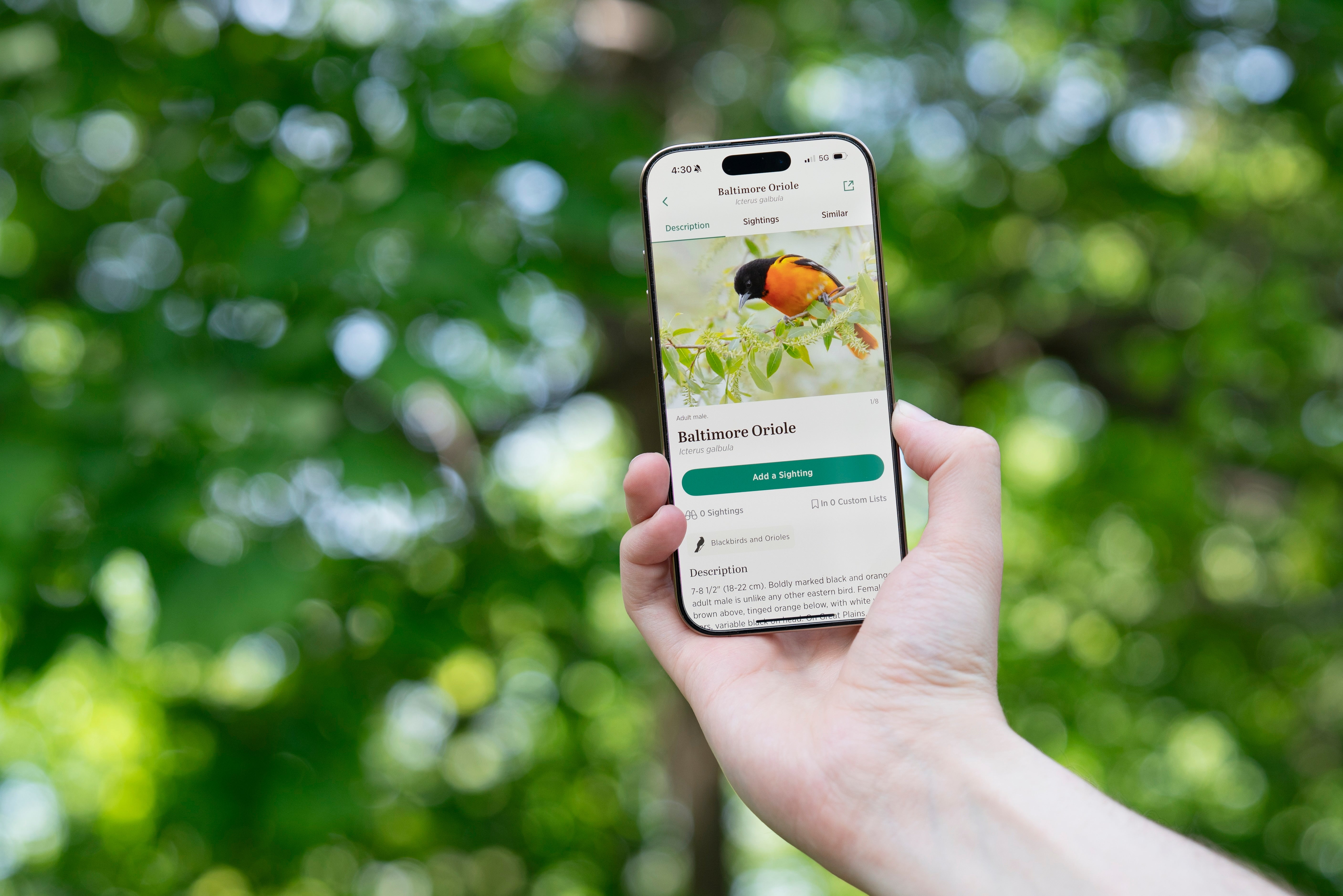 Your Guide to the Audubon Bird Guide App | Audubon