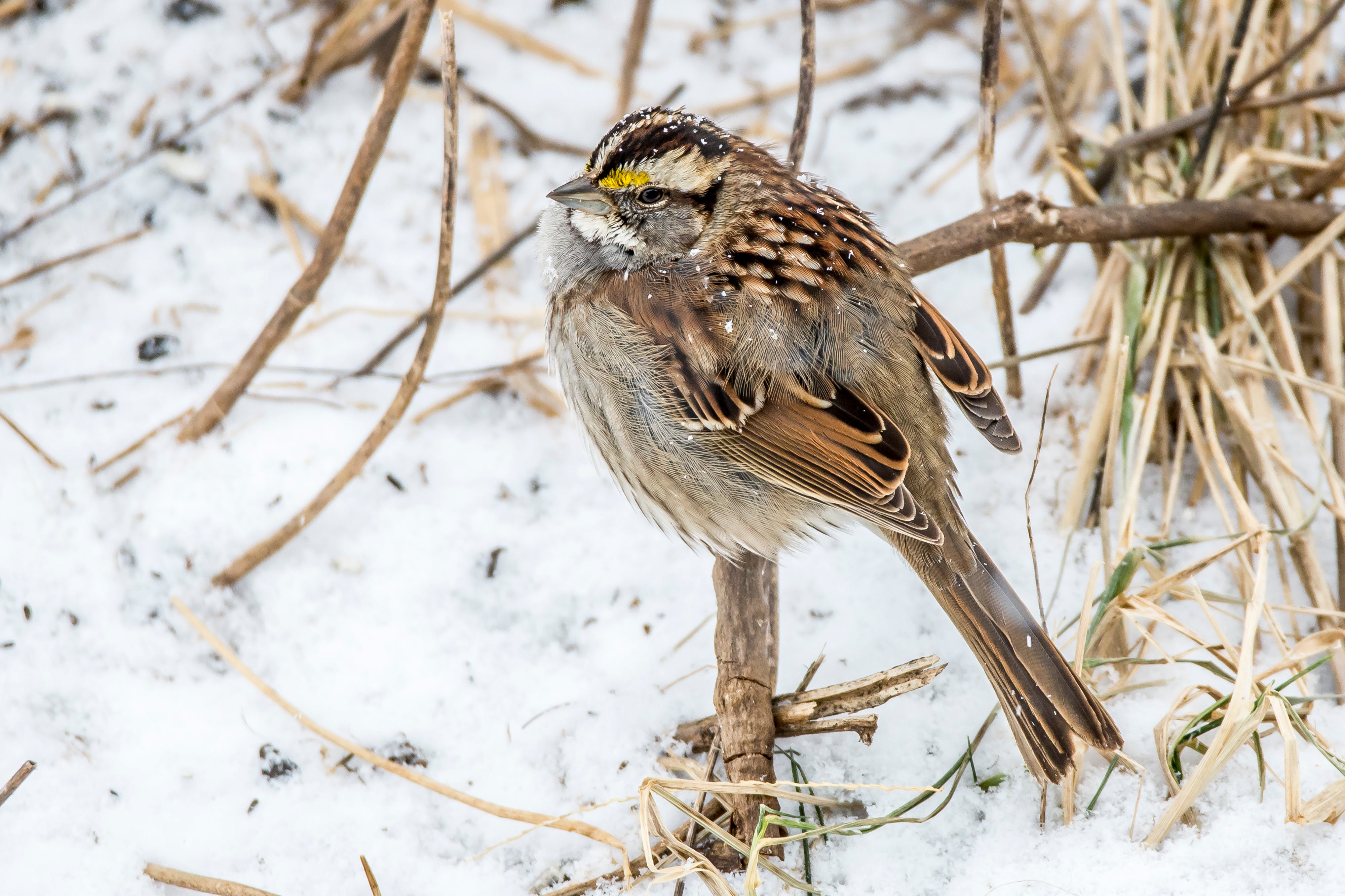 Plan Your Visit to Constitution Marsh | Audubon