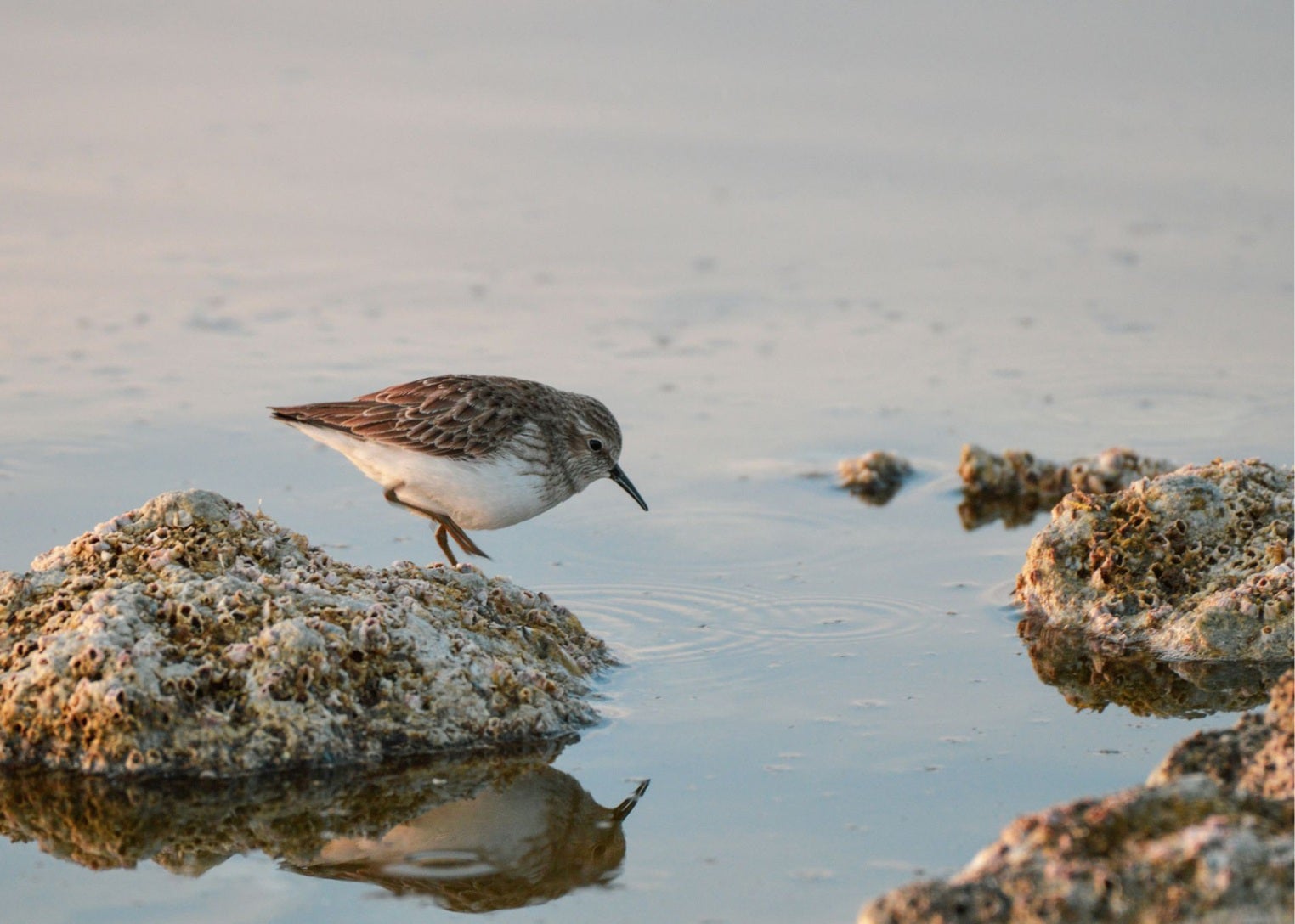 Shorebirds and Wetlands May be Winners at the Salton Sea, New Audubon ...