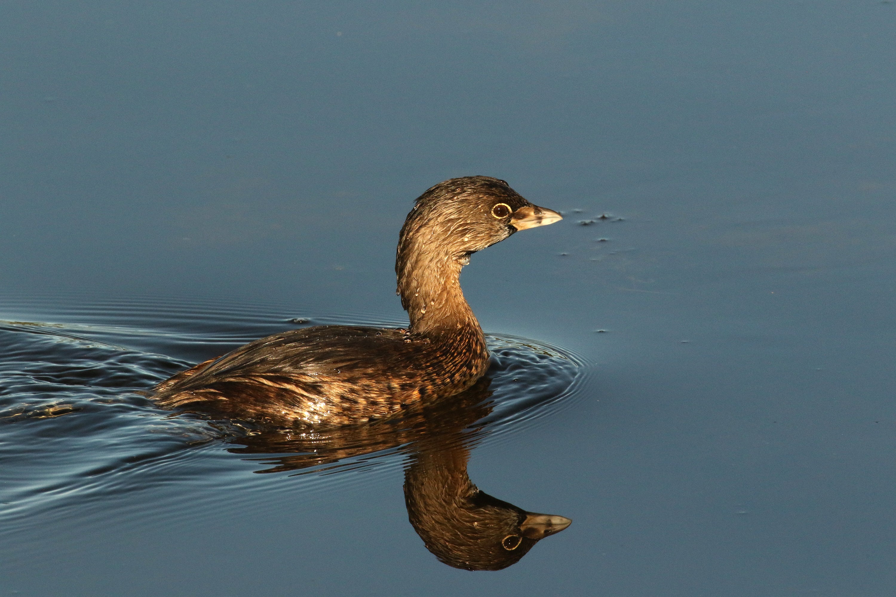 California Biodiversity Day 2025 | Audubon