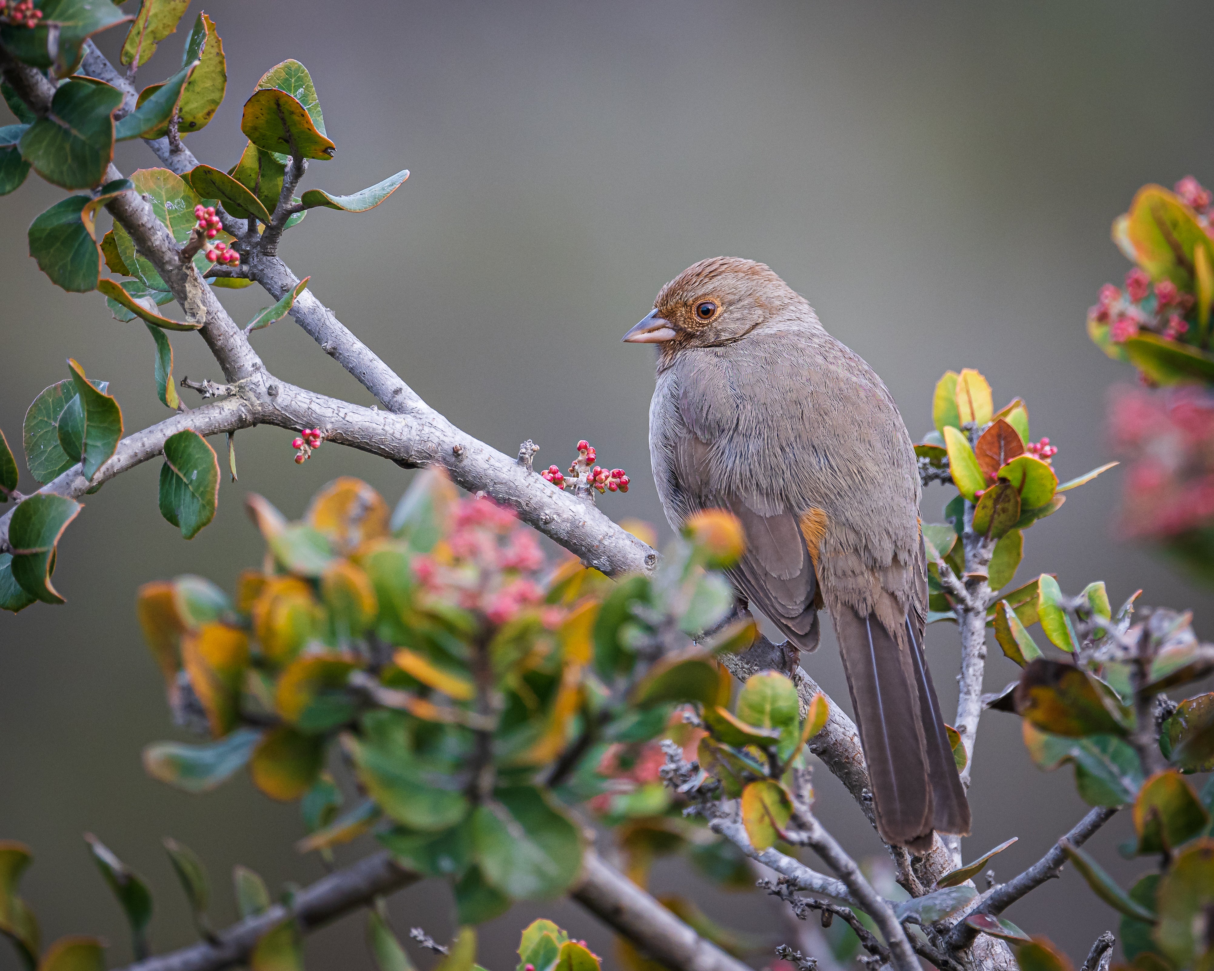California Biodiversity Day 2025 | Audubon