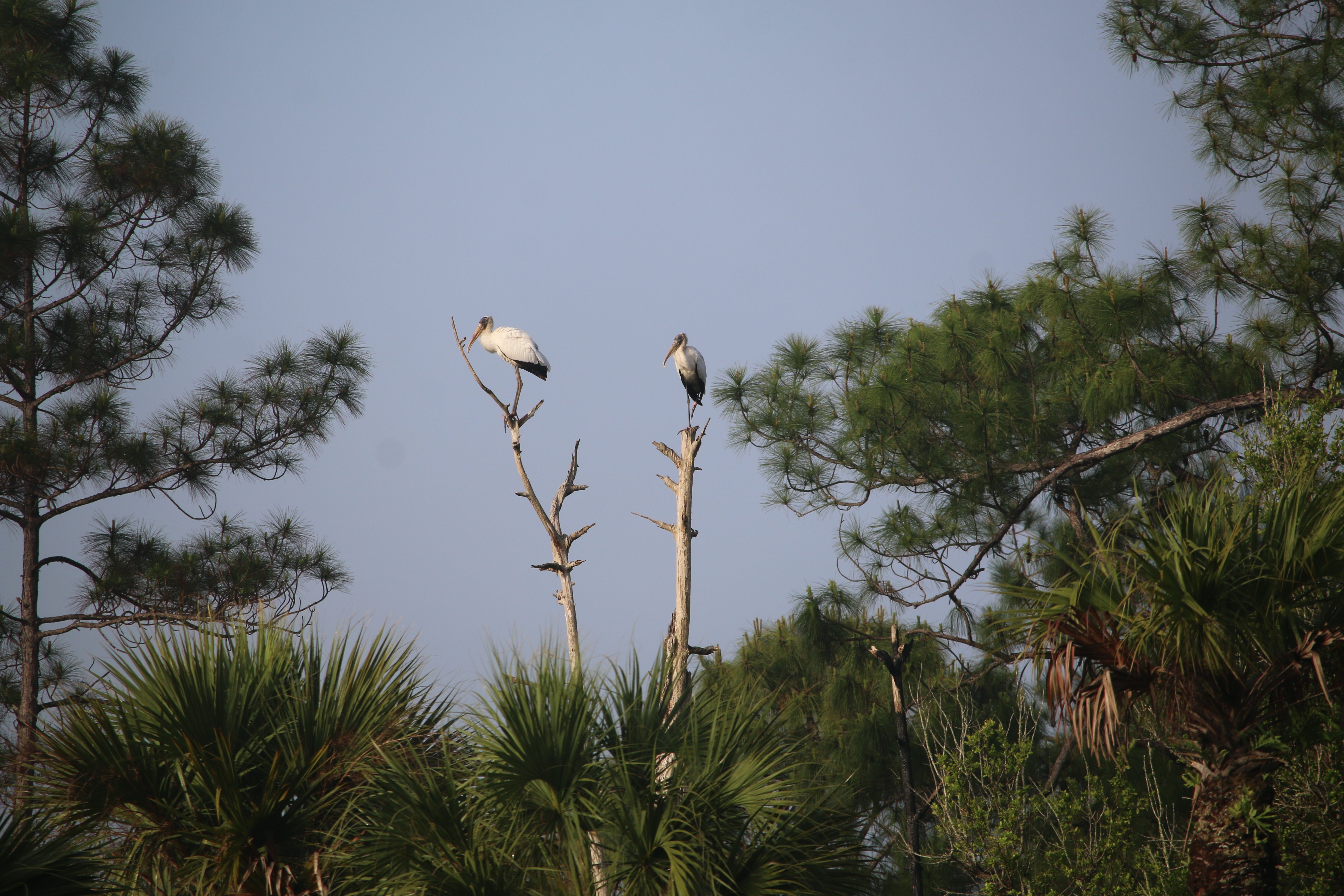 Everglades Restoration by the Numbers | Audubon