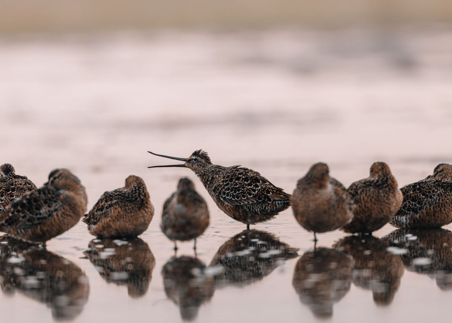 Audubon Conservation Ranching in California Takes Flight: 2025 Year in ...