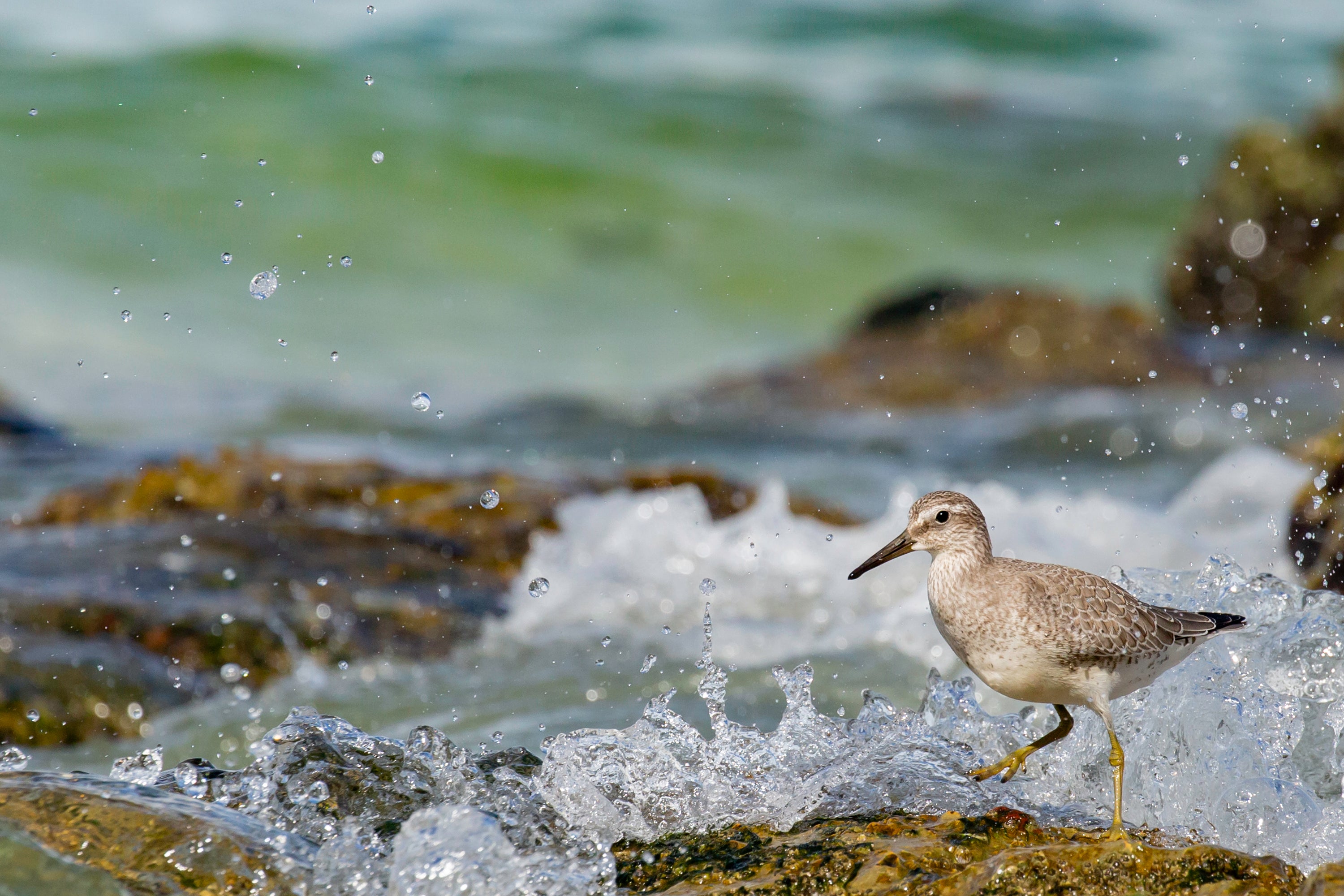 Horseshoe Crab Protection Act Signed by Governor Hochul | Audubon