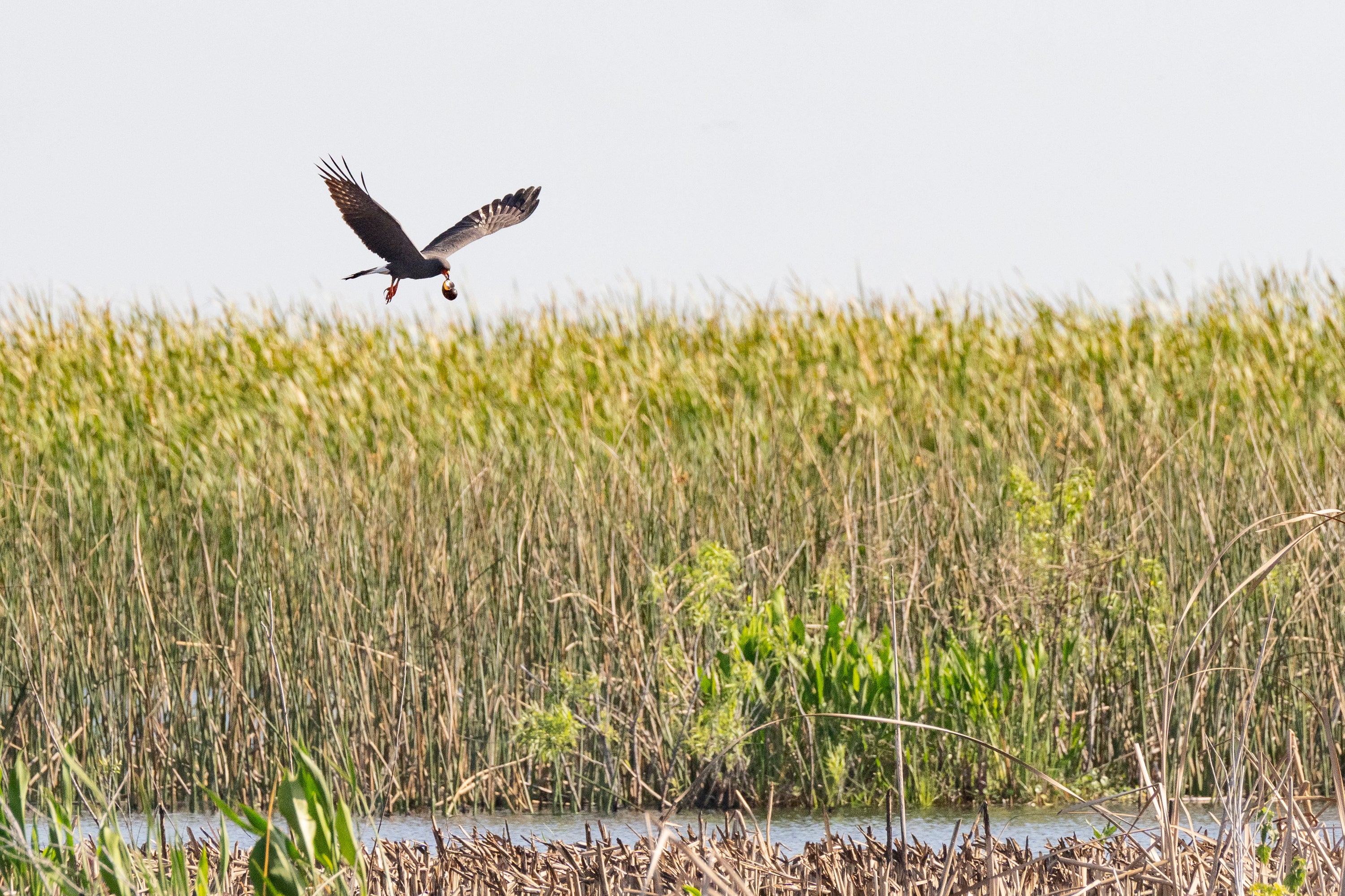Snail Kite Population Showing Strain in Dry Years | Audubon