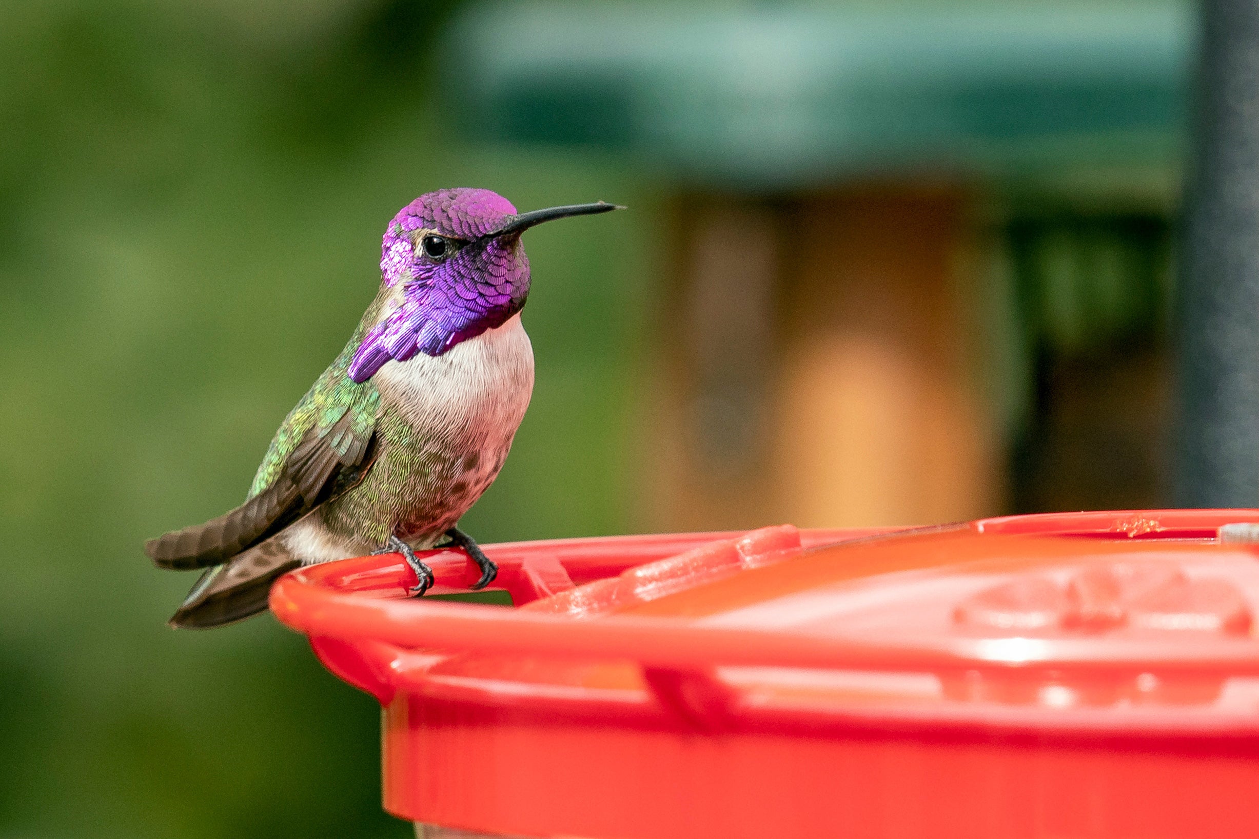 Are Hummingbirds Really Attracted to Red? And Is Dyeing Their Food Safe ...