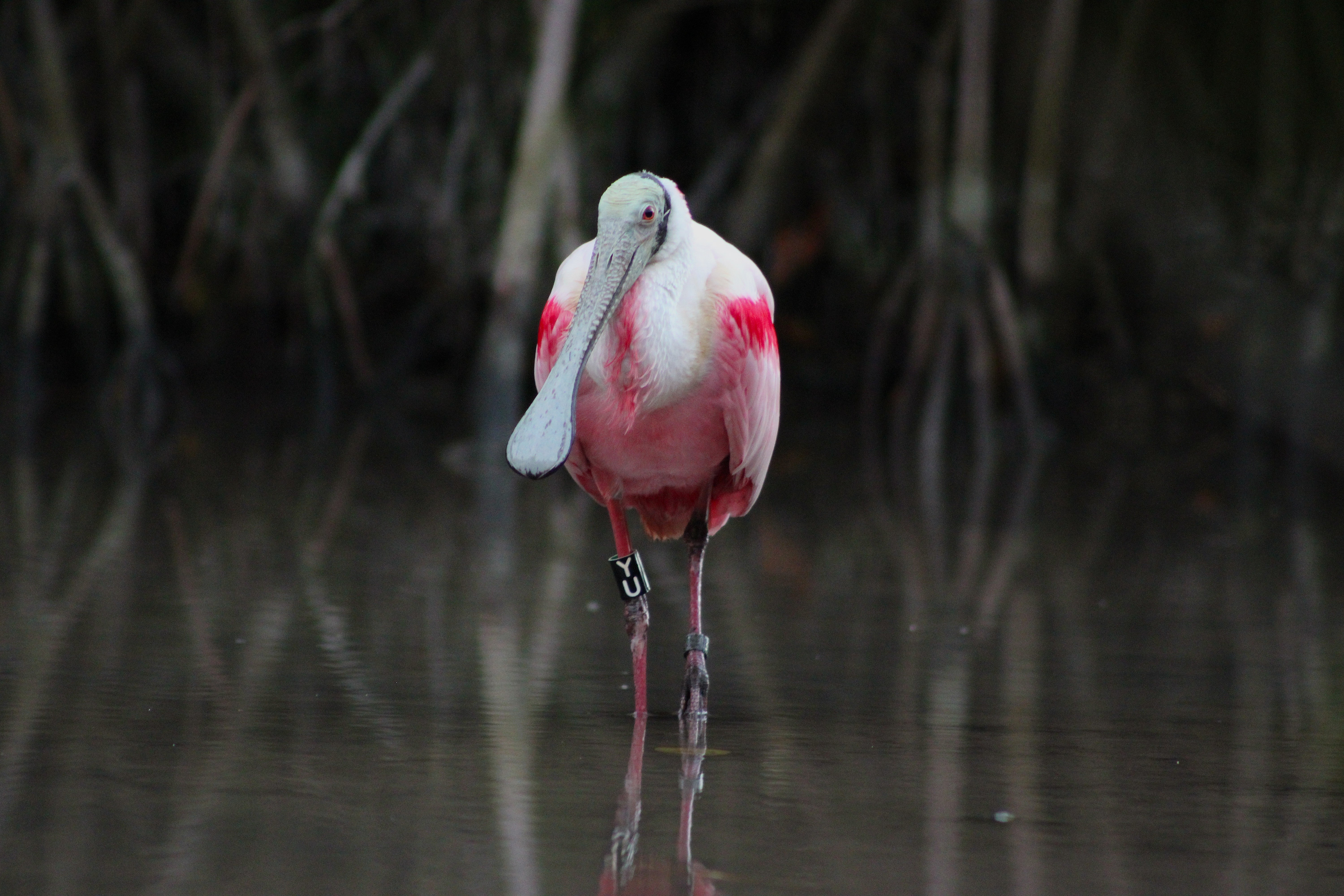 Banded Roseate Spoonbill Sheds Light on Iconic Florida Species | Audubon