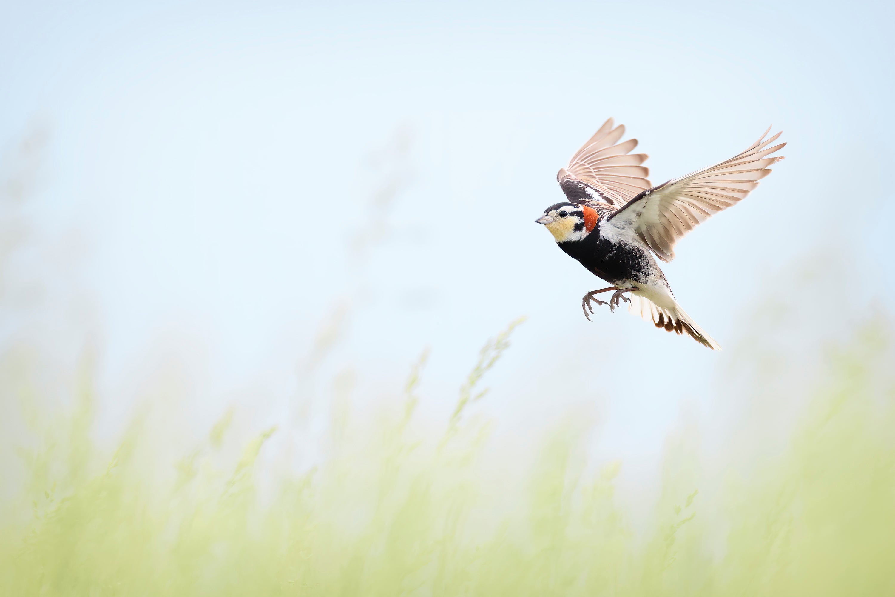 Old Salt Co-op Cattle Ranches Earn Audubon Bird-Friendly Land ...