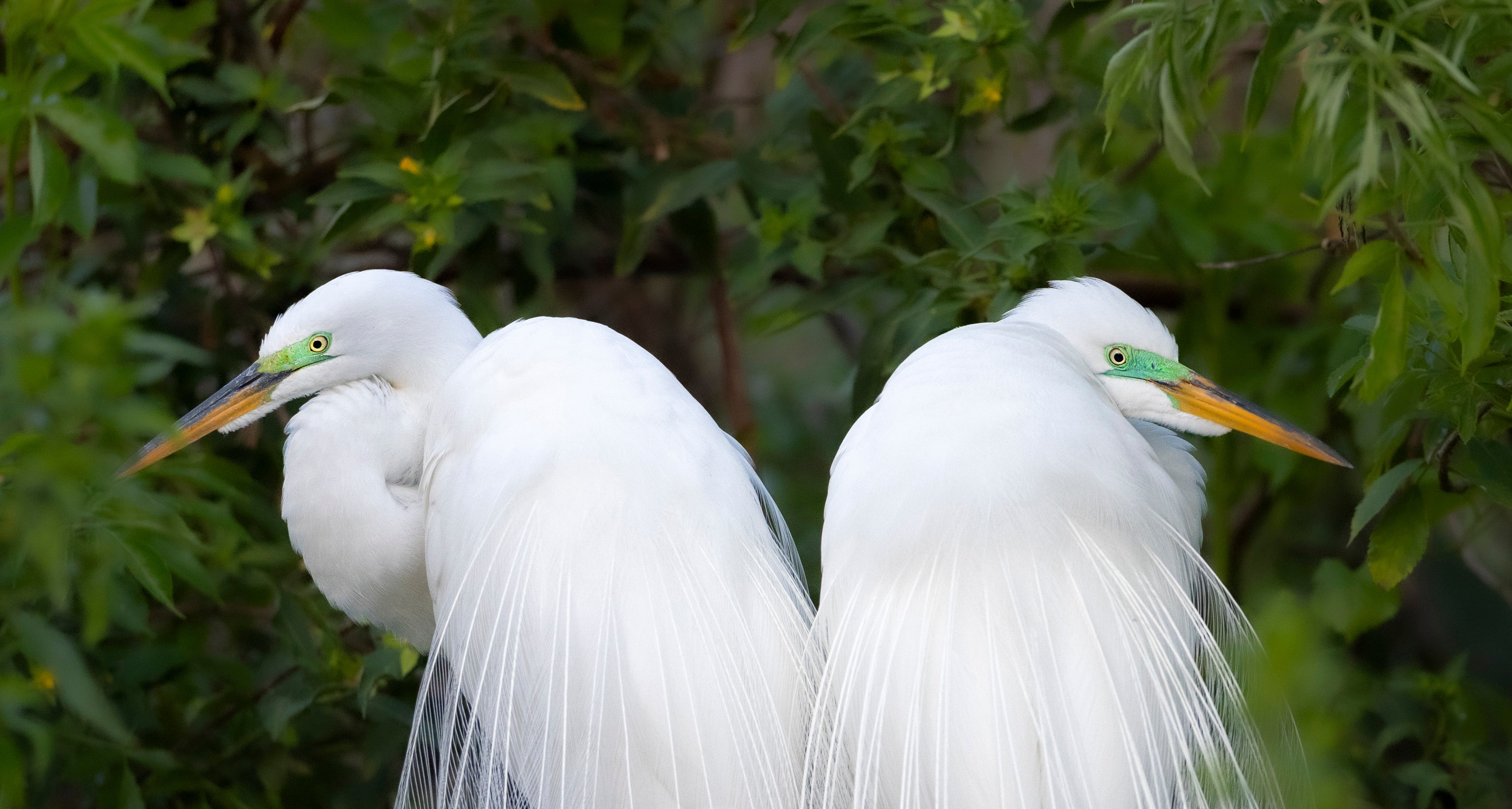 Audubon Urges Corps to Accelerate Construction Schedule | Audubon