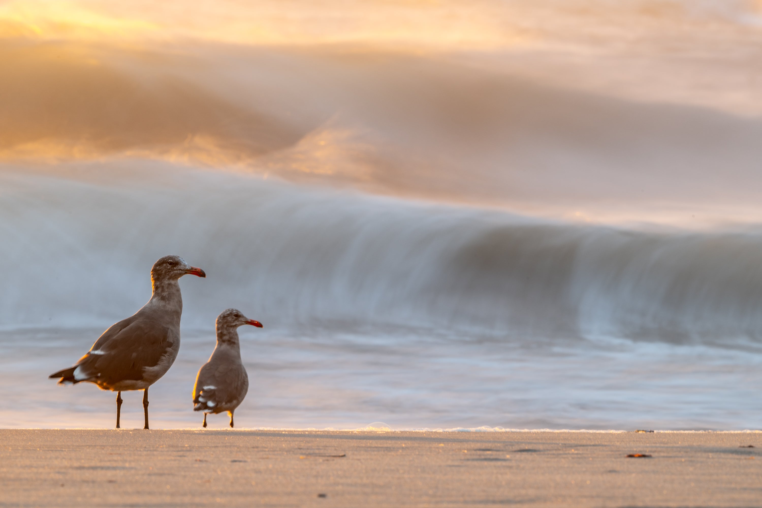 Making Waves at California Ocean Day | Audubon
