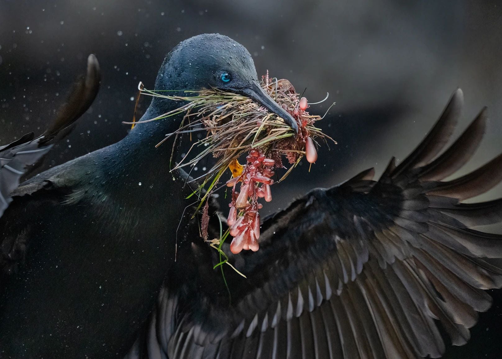 The Magic of Seabird Colonies, and One Scientist’s Unique Way to ...