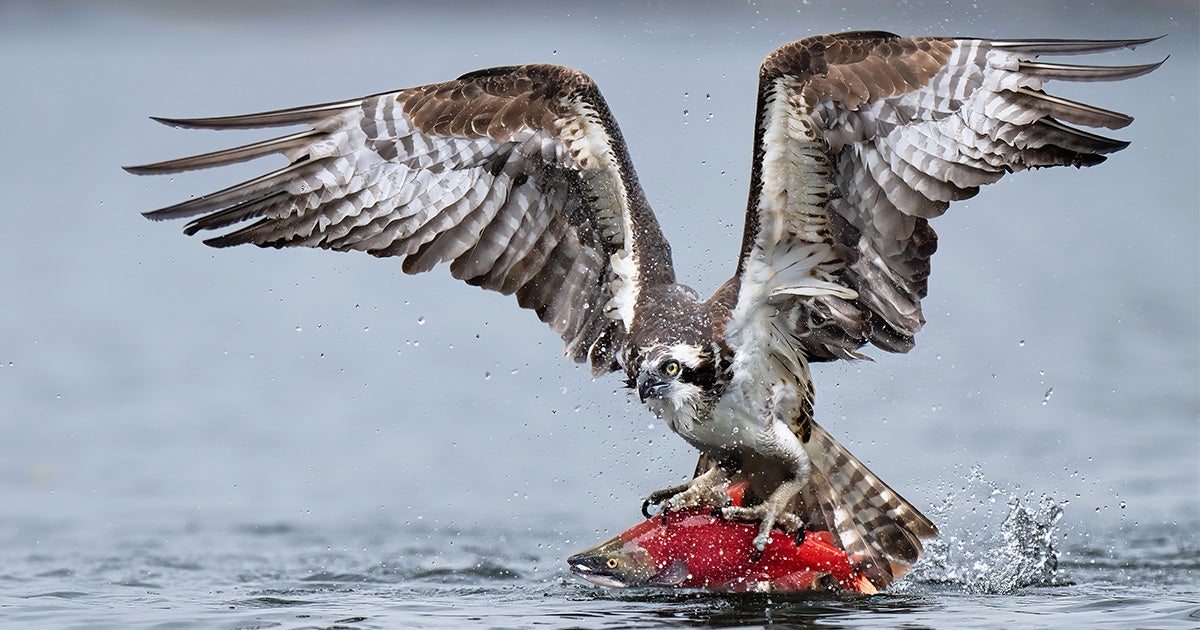 10 Fun Facts about the Osprey | Audubon
