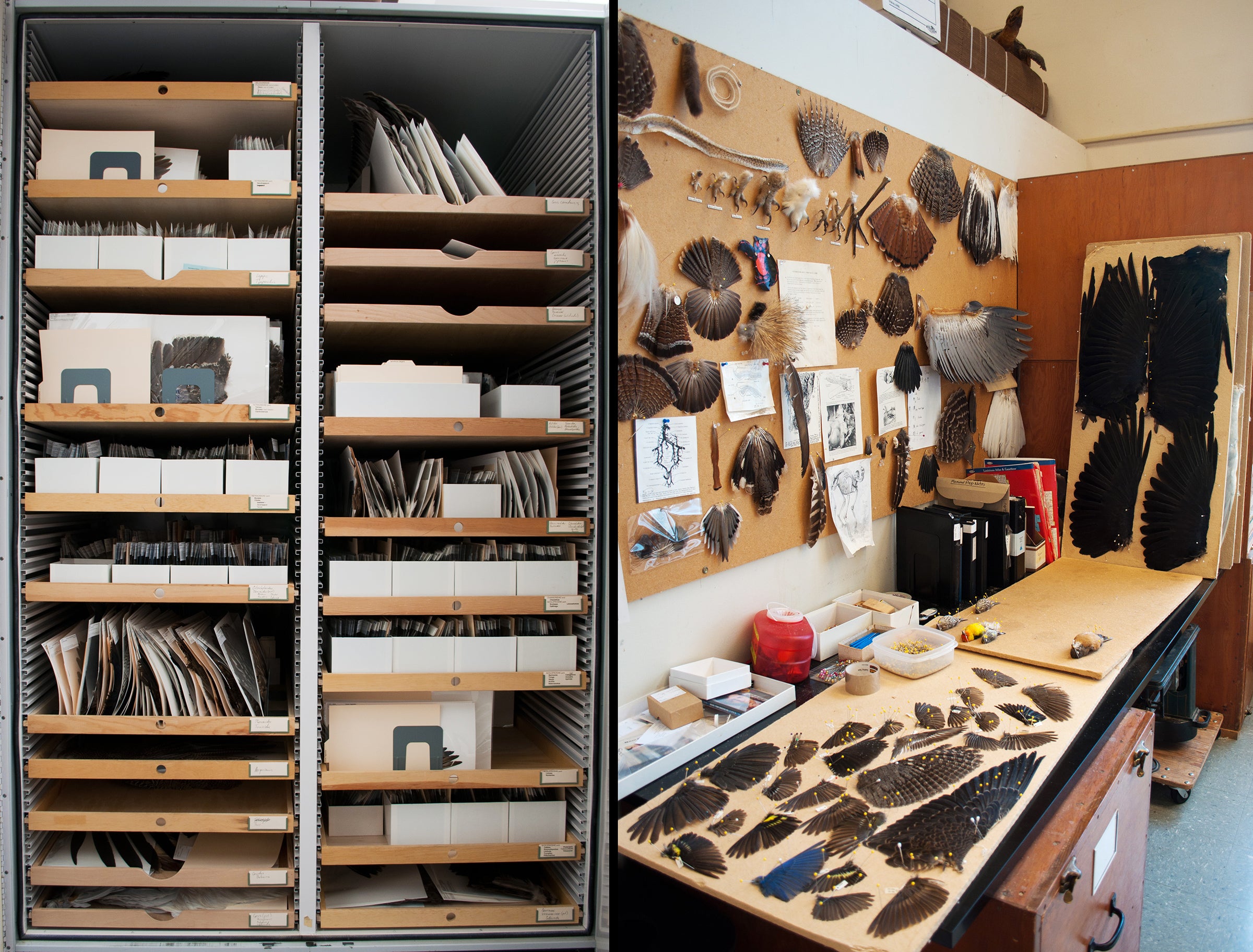 Behind the Scenes of the World’s Largest Bird Wing Collection | Audubon