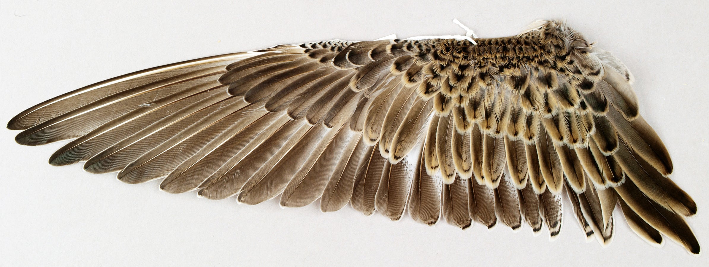 Behind the Scenes of the World’s Largest Bird Wing Collection | Audubon