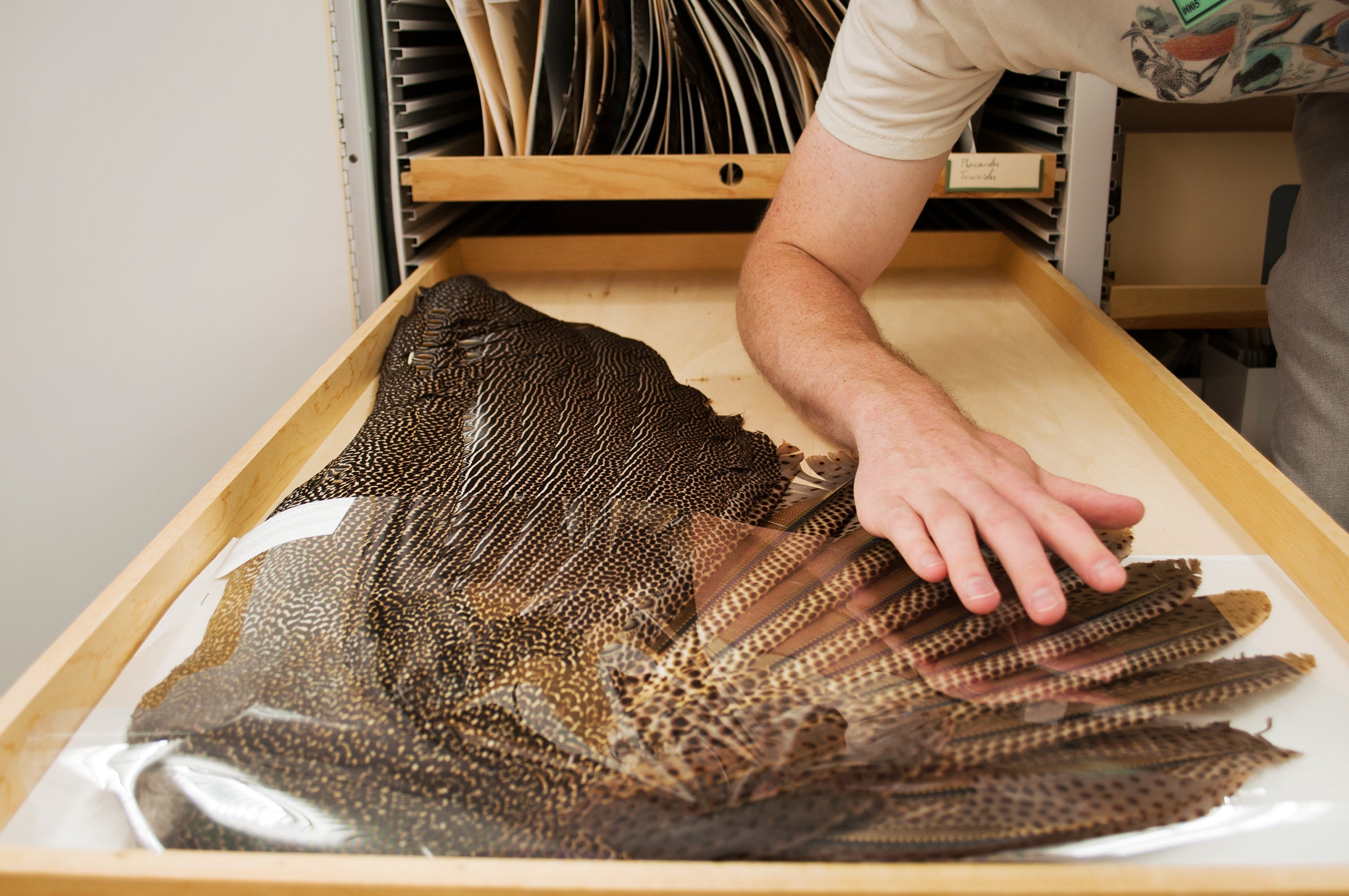 Behind the Scenes of the World’s Largest Bird Wing Collection | Audubon