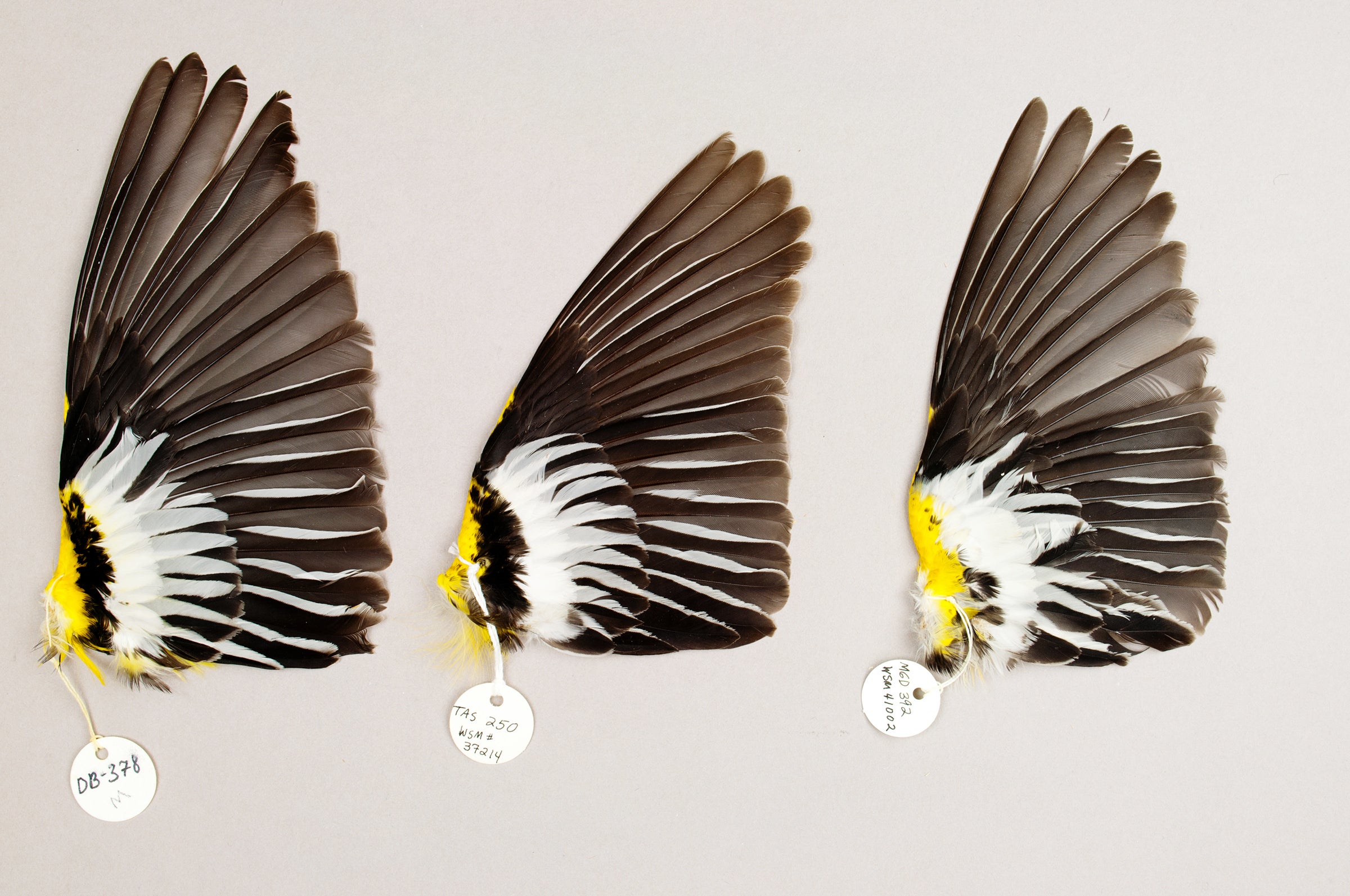 Behind the Scenes of the World’s Largest Bird Wing Collection | Audubon