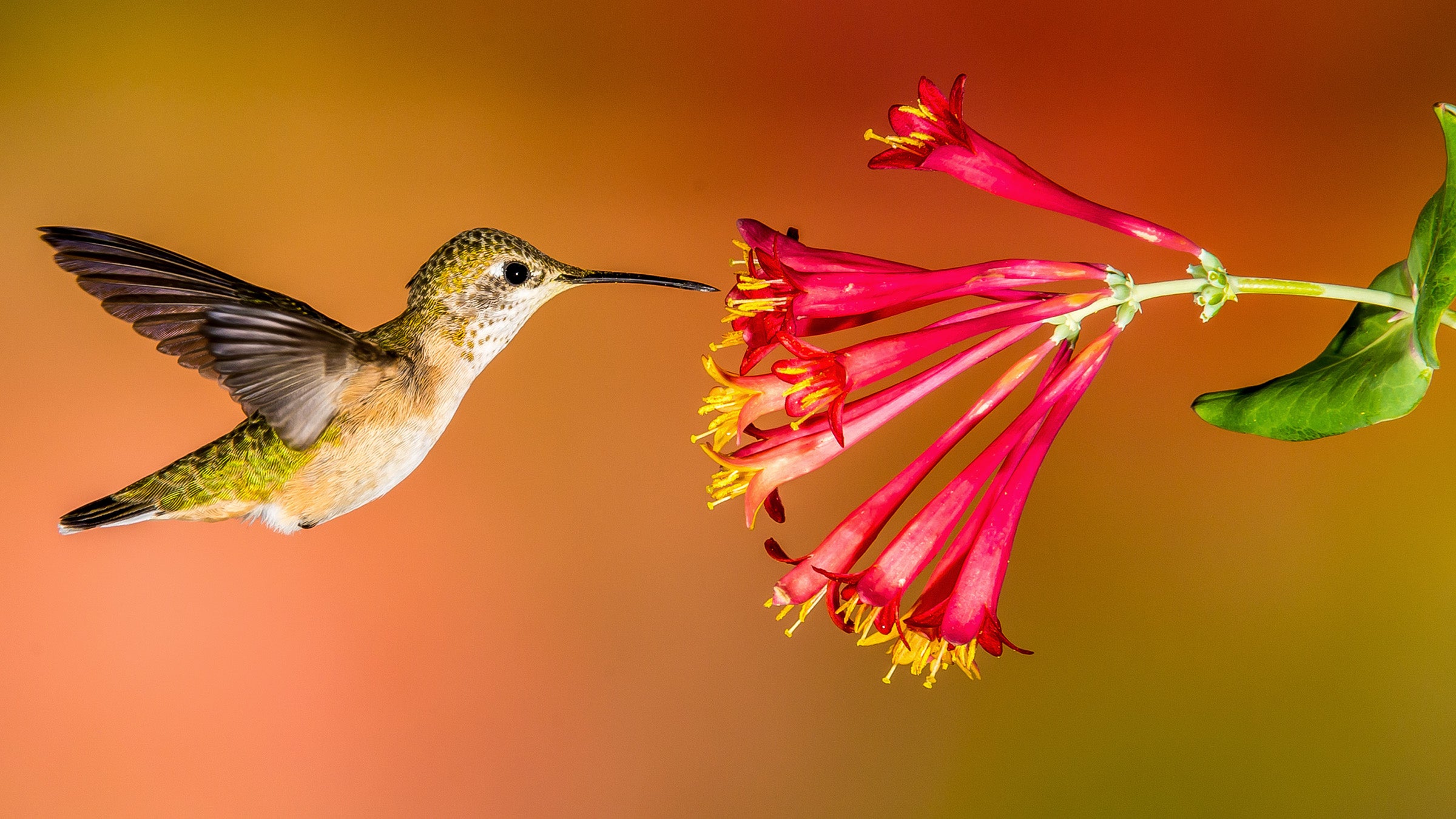 Turn Your Yard Into A Hummingbird Spectacular Audubon