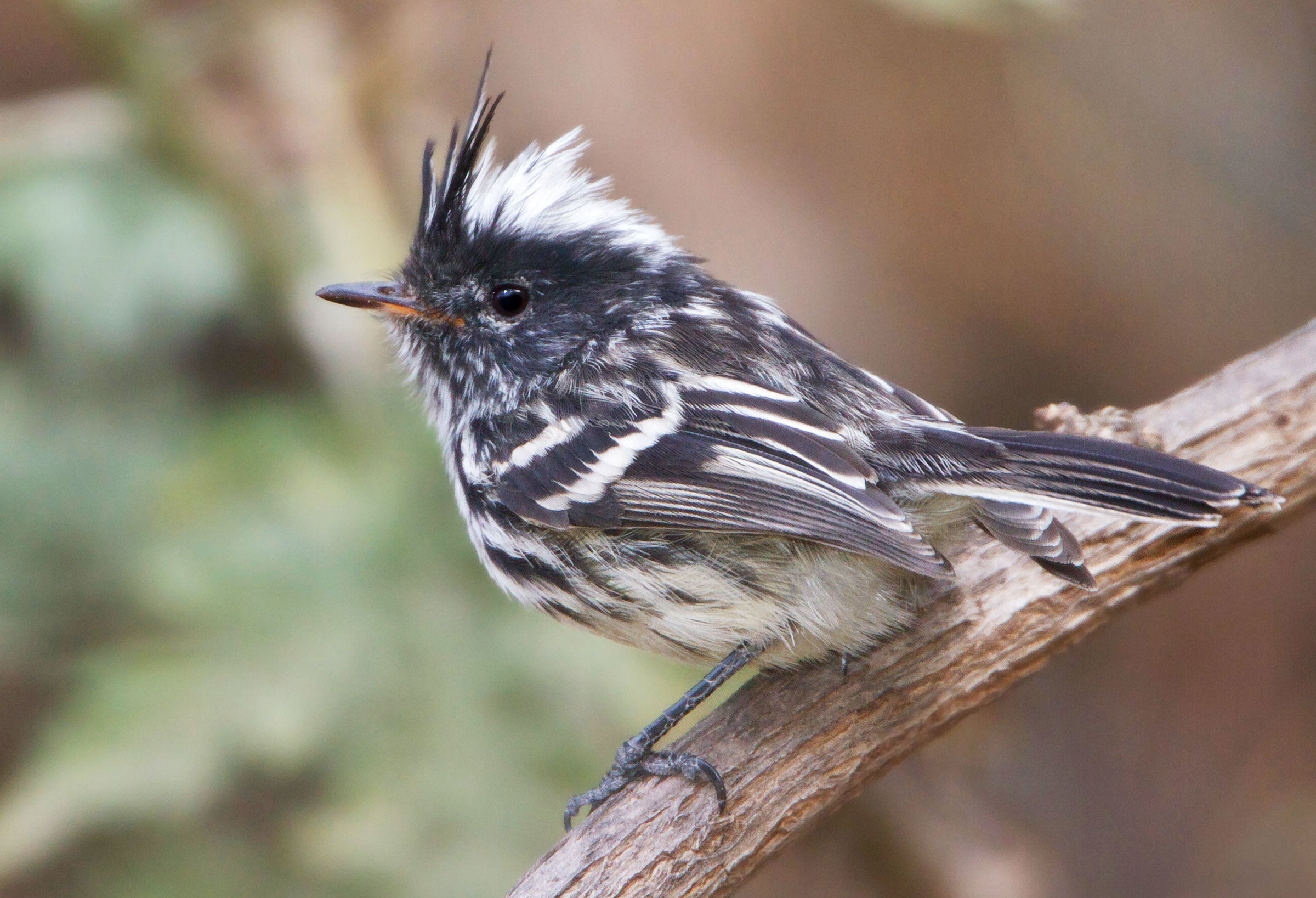 Day 45: The 1,000th Bird | Audubon