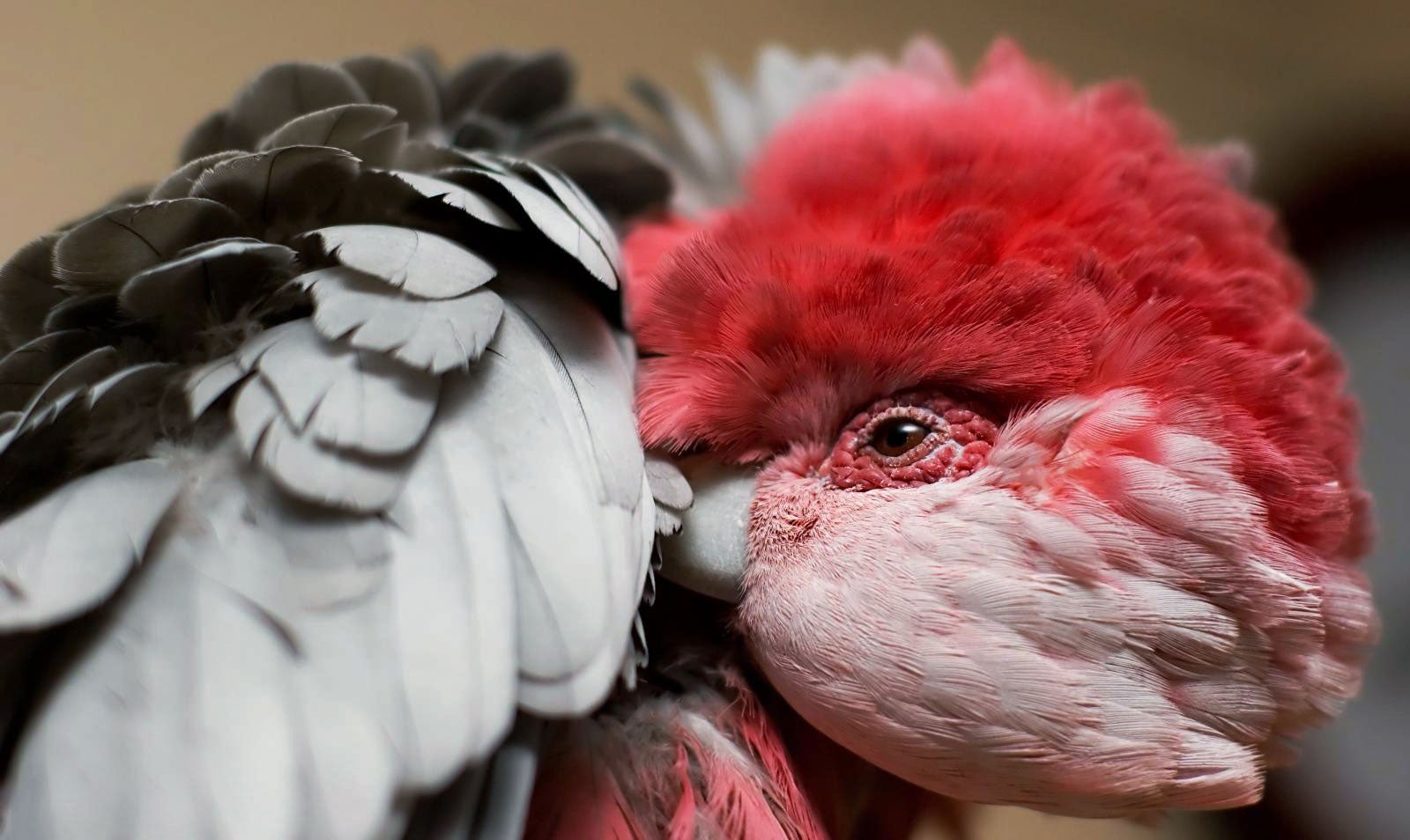 Crowd Sourcing to Catch a Bird Thief | Audubon