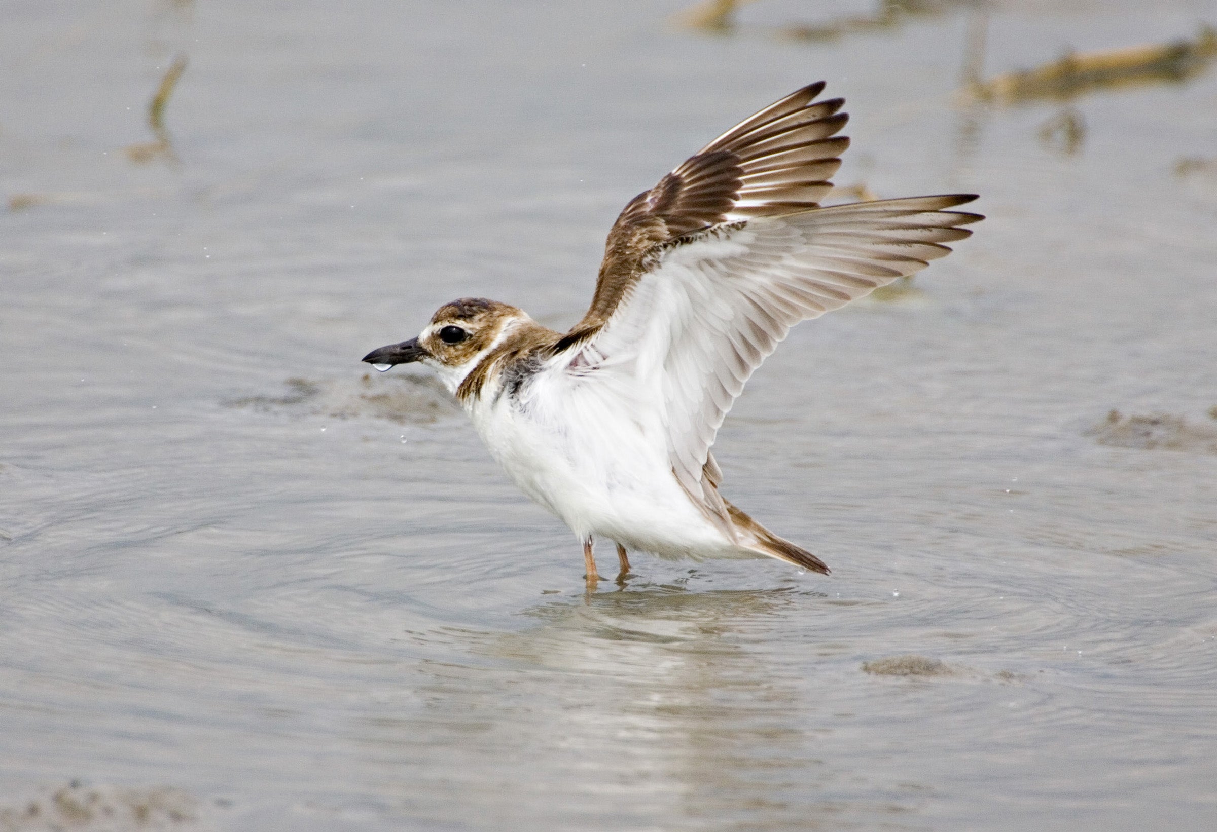 Wilson's Plover | Audubon